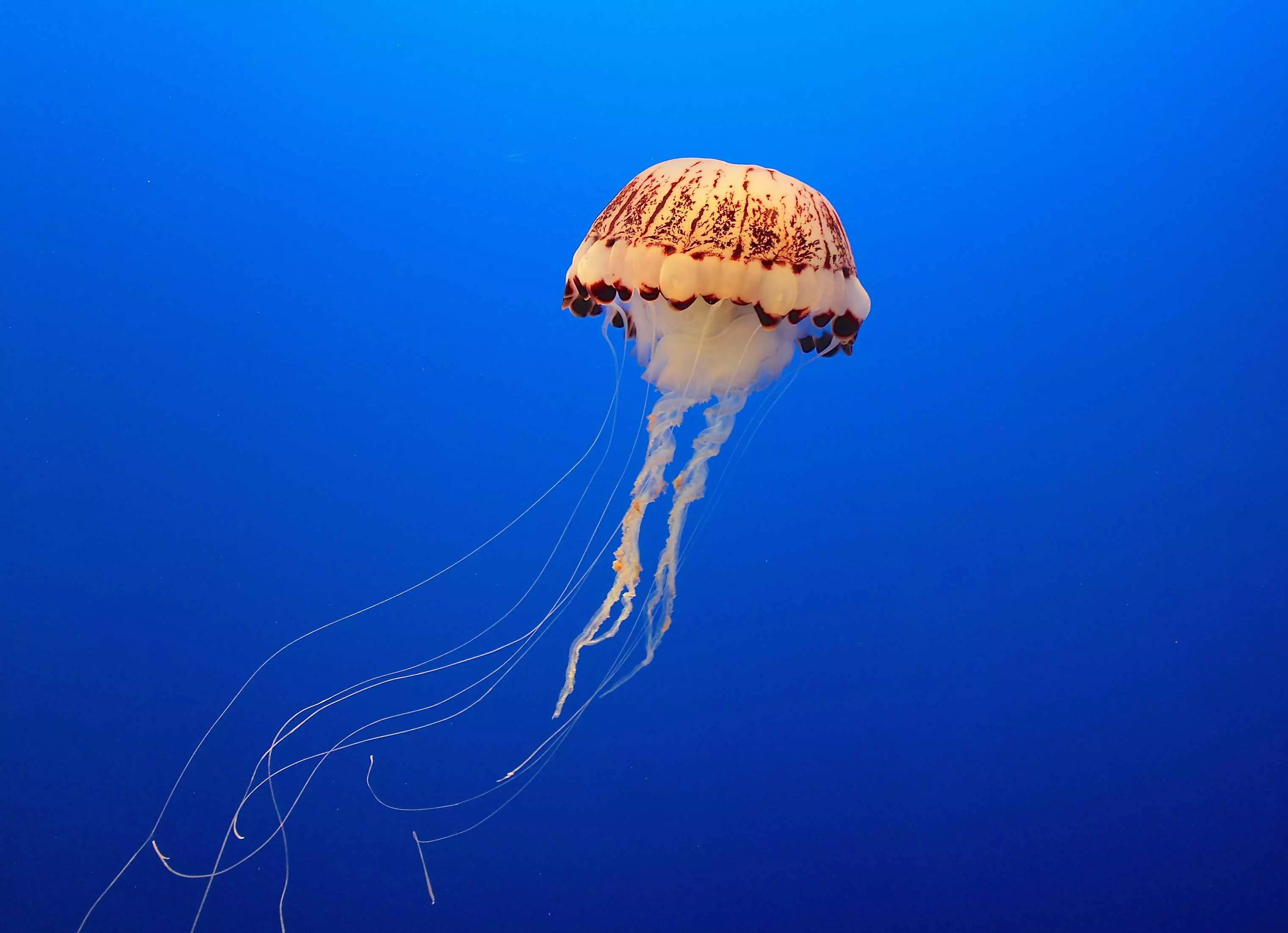 تسمح مجموعات الخلايا العصبية حول جرس قنديل البحر له بمعالجة 360 درجة من المدخلات الحسية.