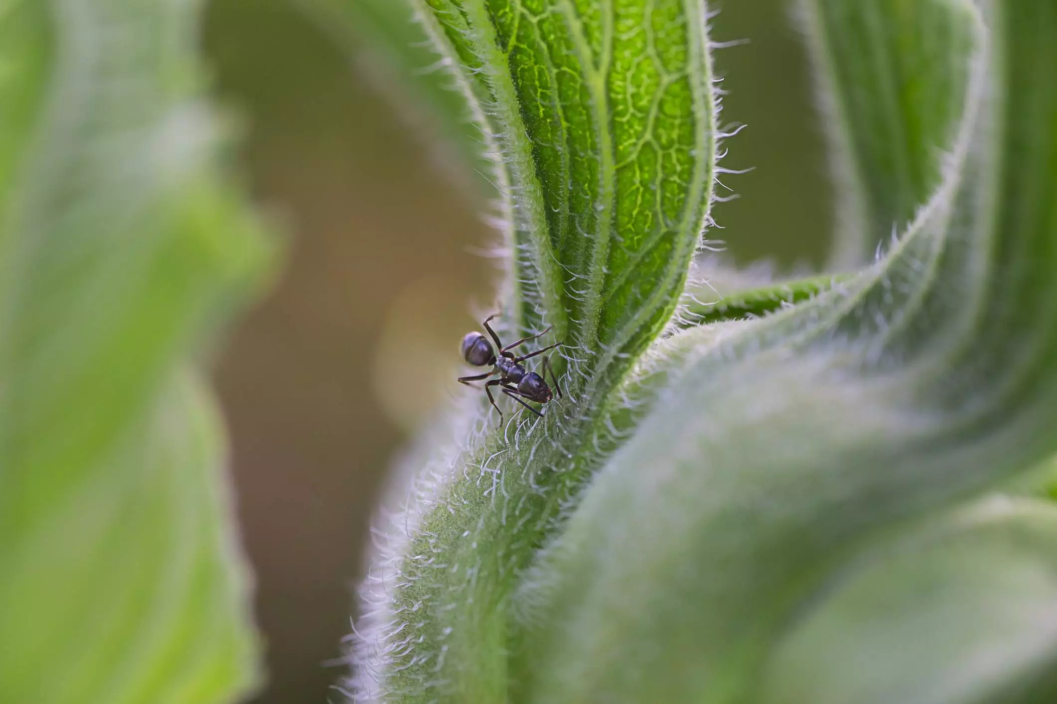 Tapinoma sessile na akwukwo sunflower