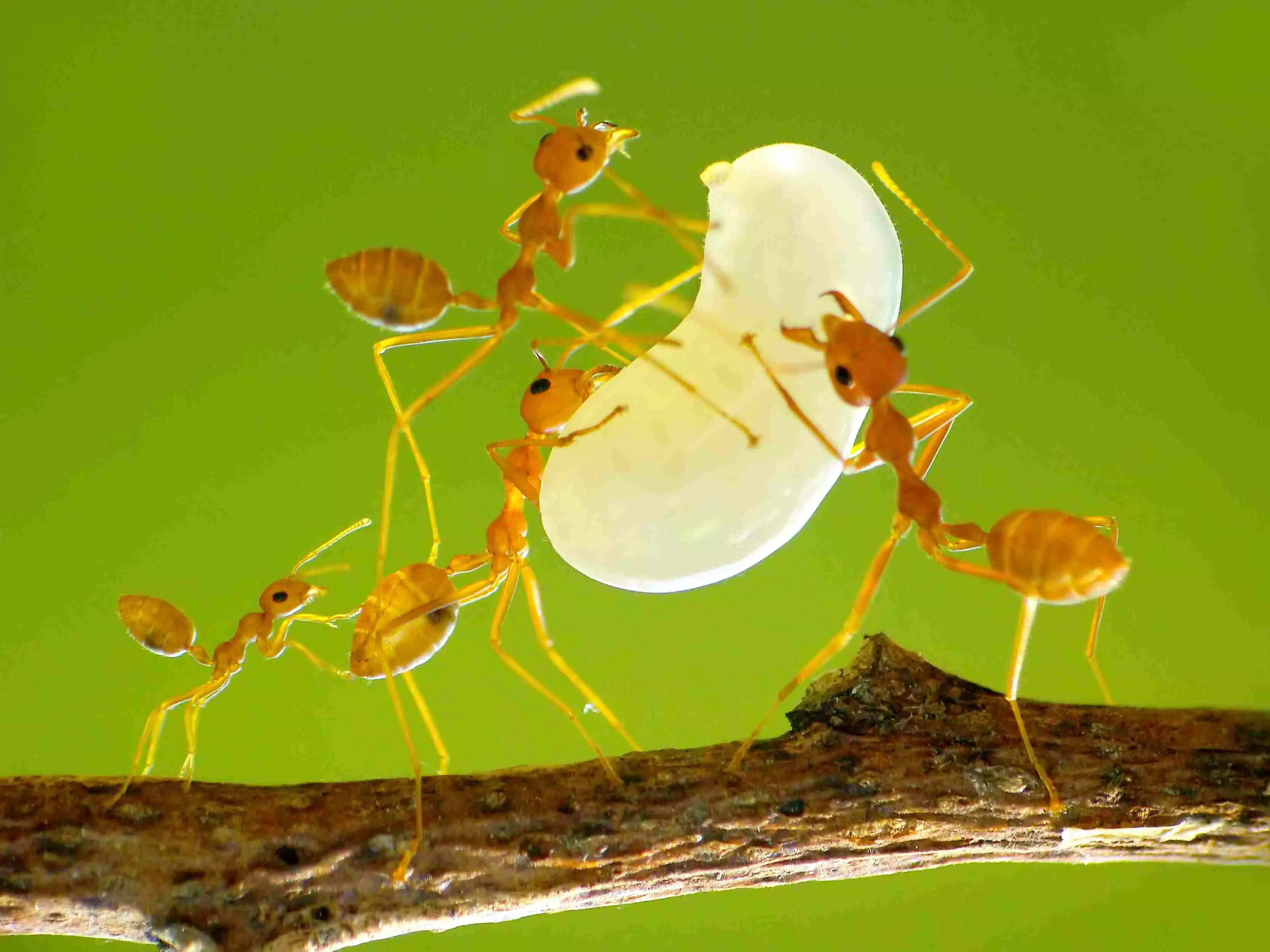 ndanda na-akpa ákwà na larvae