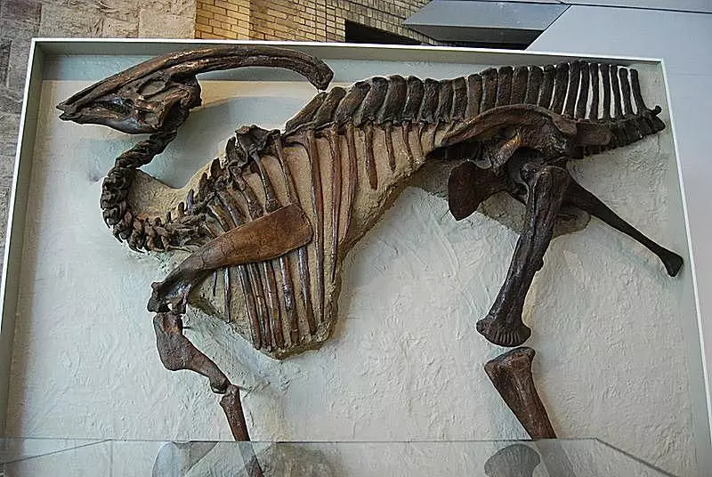 parasaurolophus