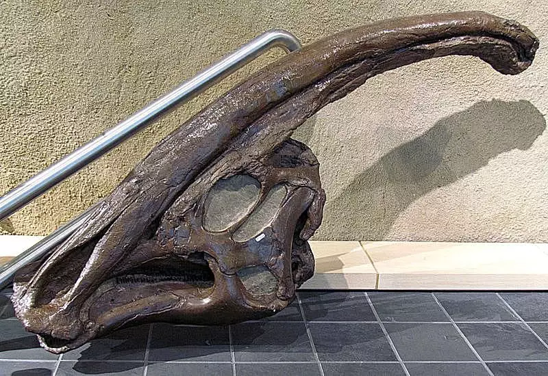 parasaurolophus