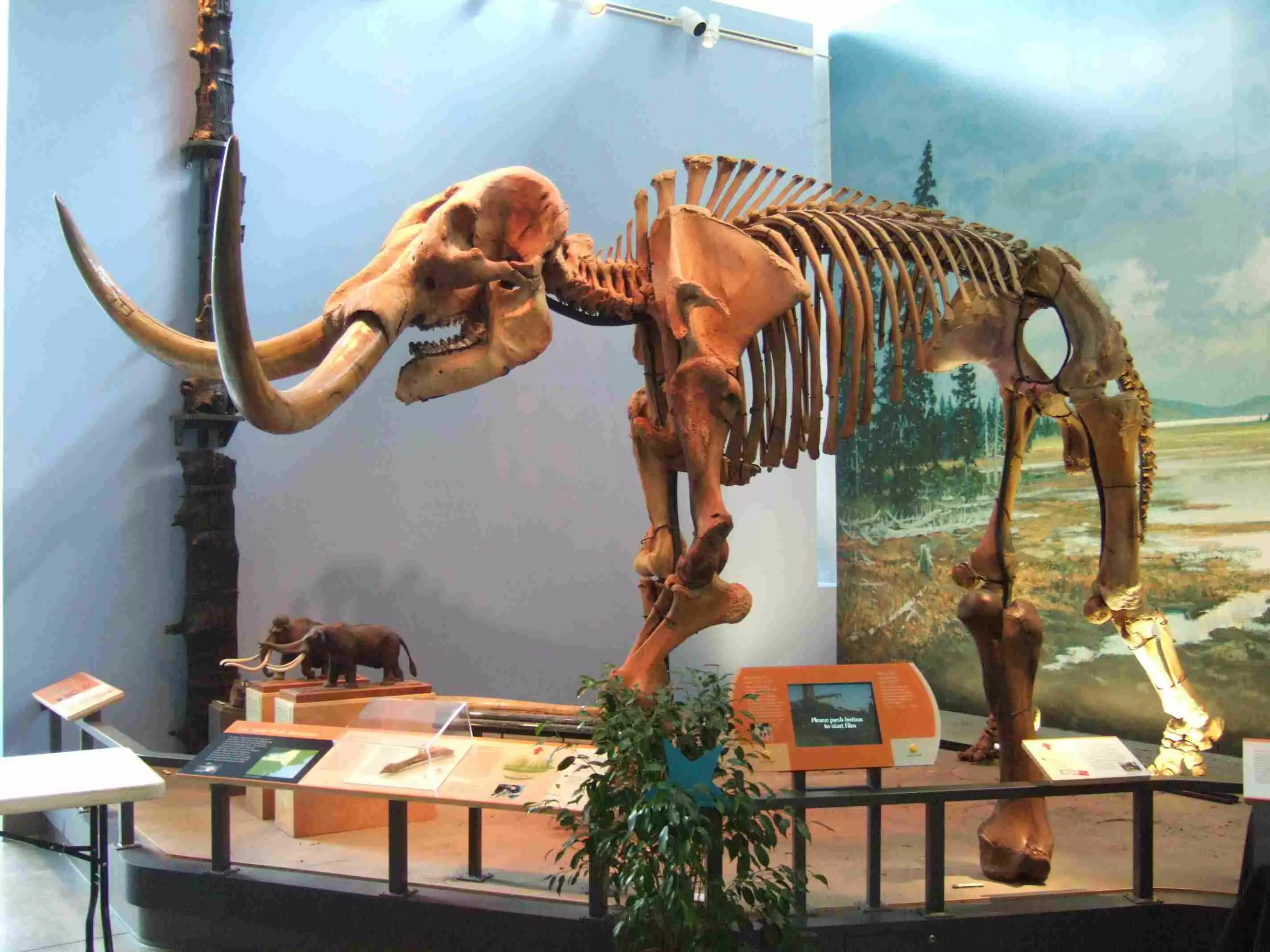 Skeleton ntawm mastodon