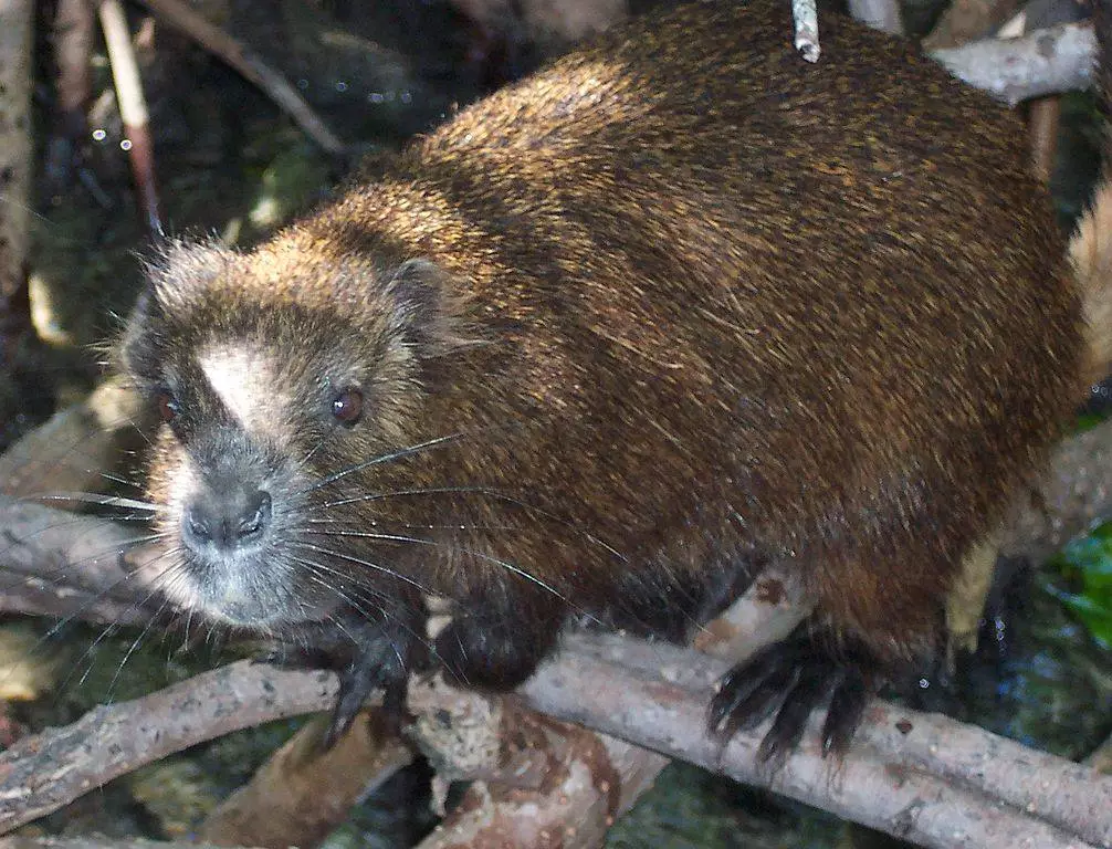 Kubańska Hutia, bliska krewna odmiany portorykańskiej