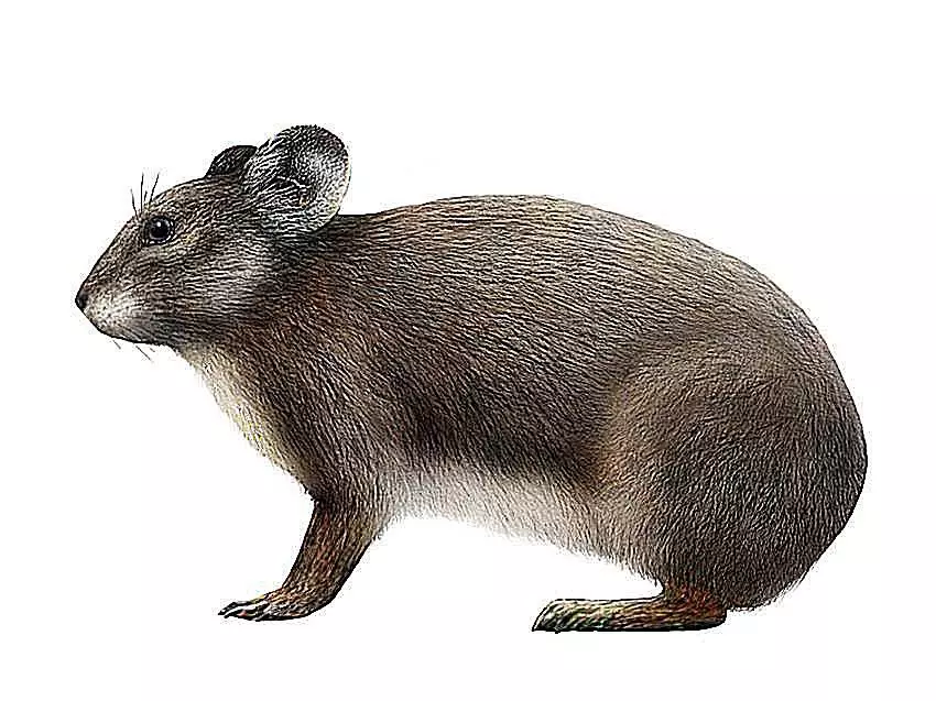 sardinsk pika