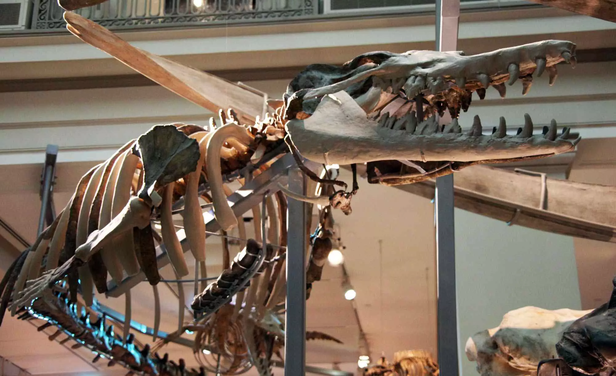 Basilosaurus skeleton