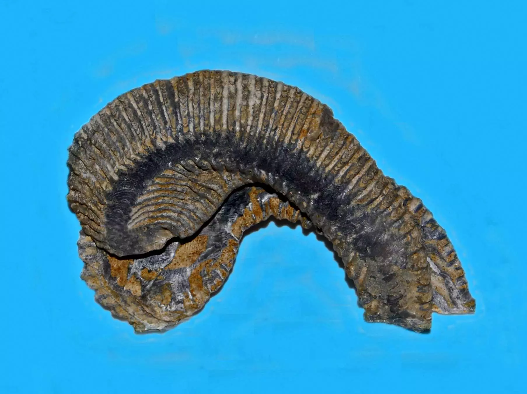 agerostrea