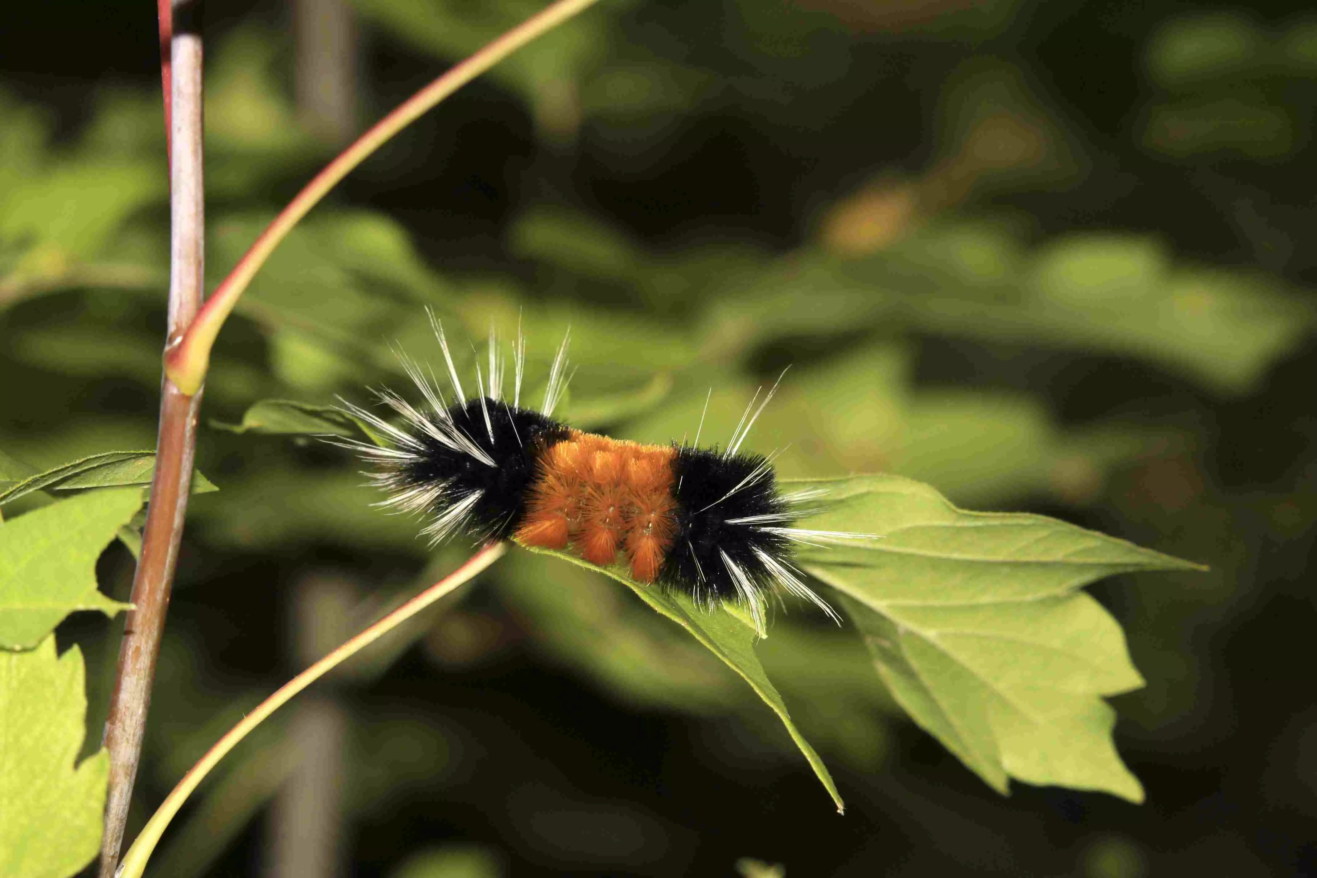 Woolly bear caterpillar moth (Isia isabella) Montana, USA