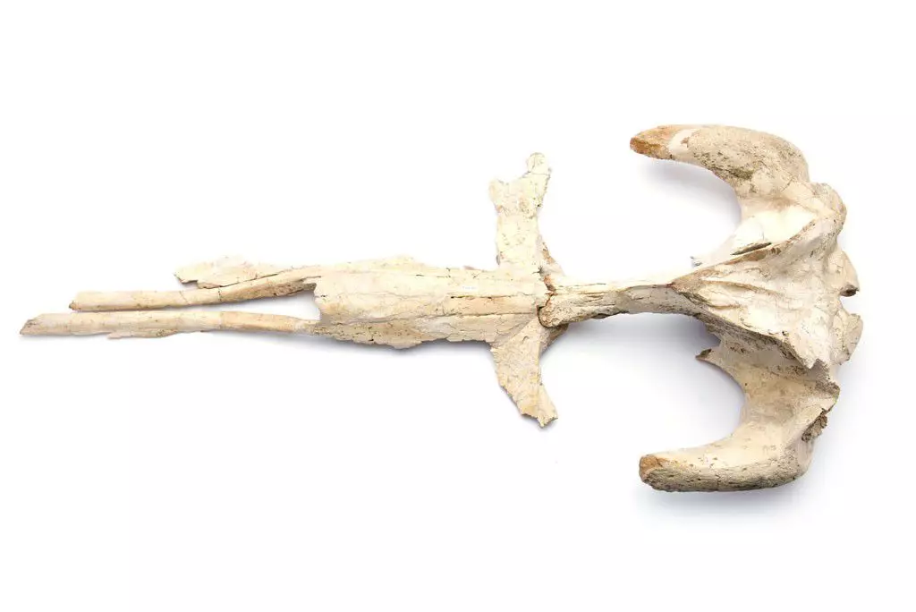 walvis schedel