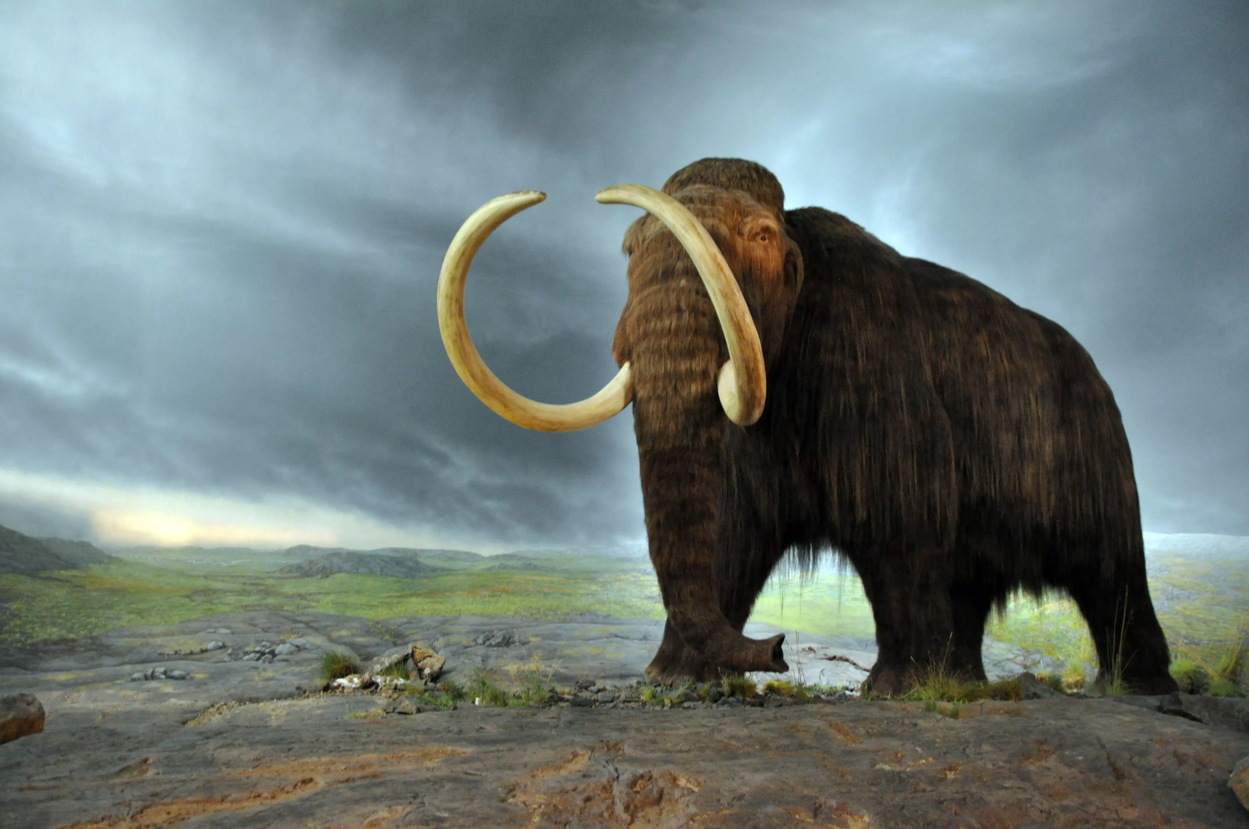 mammoth berbulu