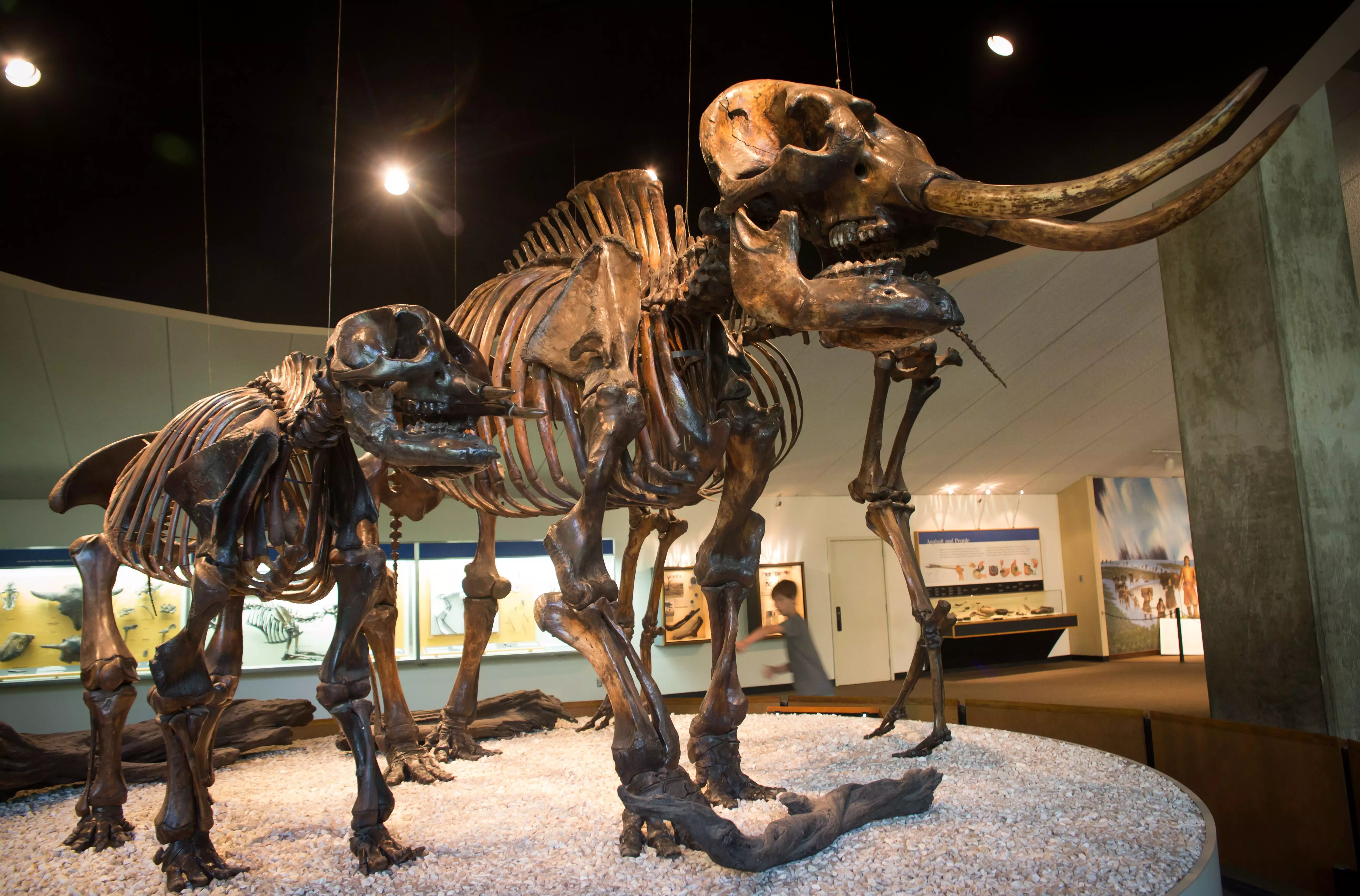 Mastondons in het Page Museum in de La Brea Tar Pits