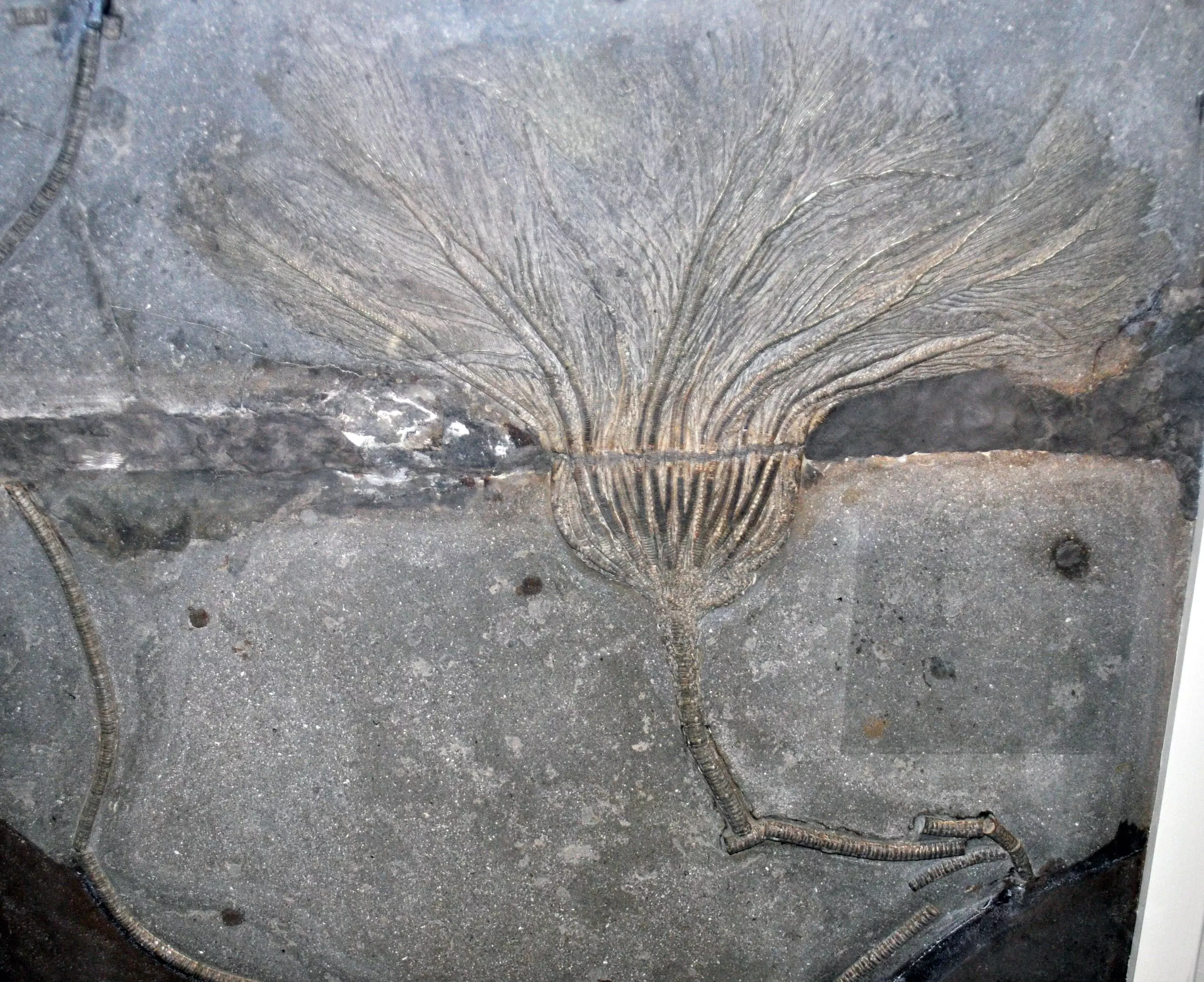 fosil crinoid has