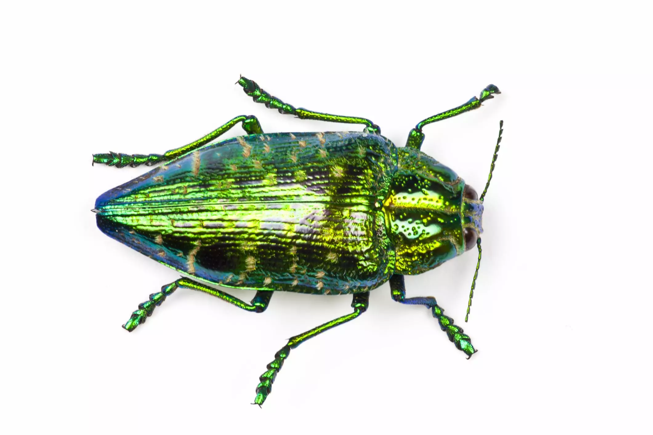 I-Jewel Beetles: Umjikelezo Wempilo, Imikhuba, Nezici