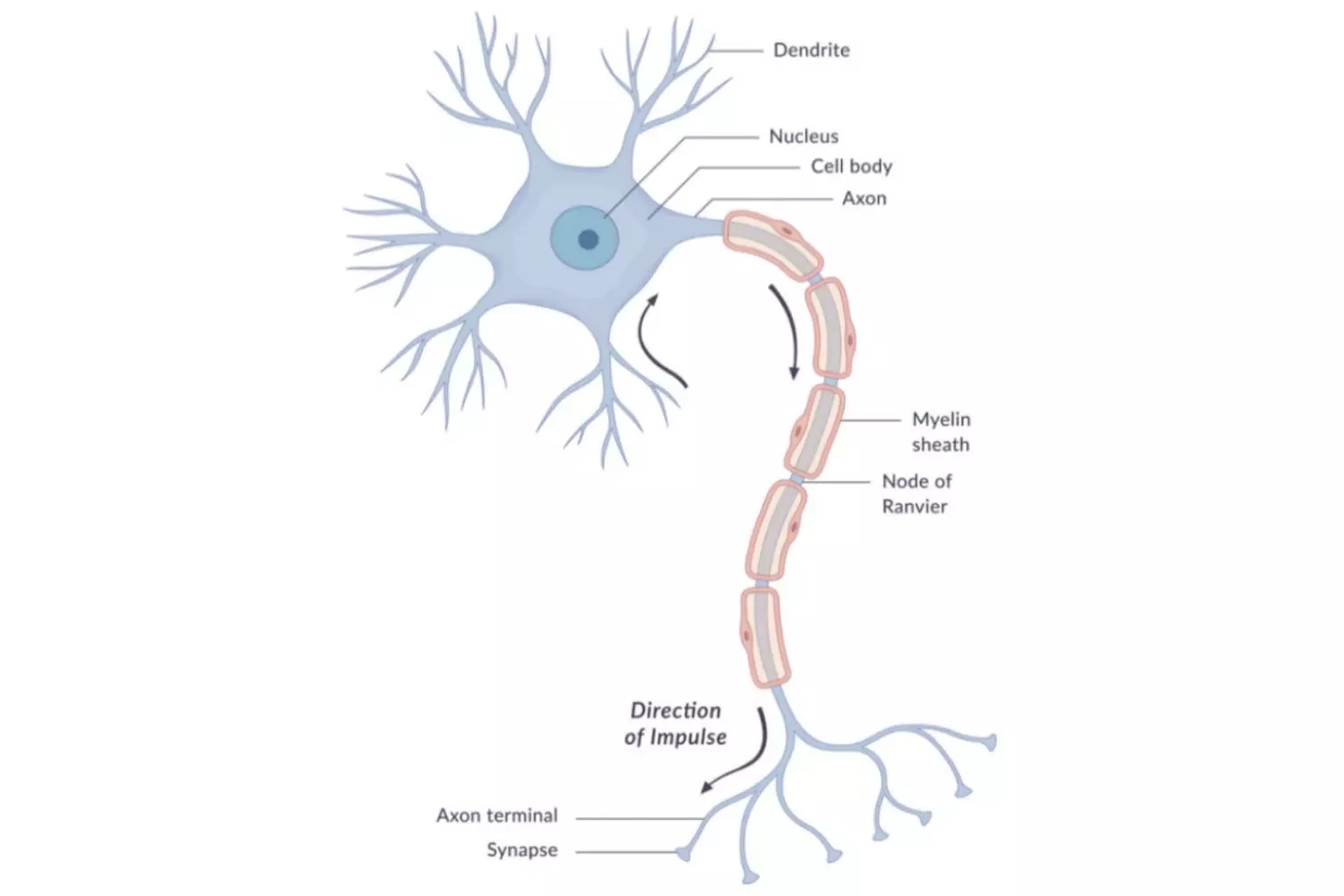 Diagramm vun engem Neuron