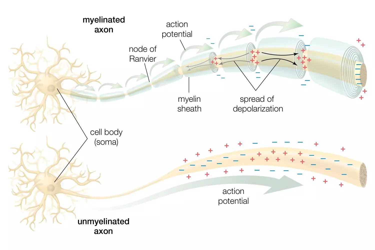 Схема нервового імпульсу