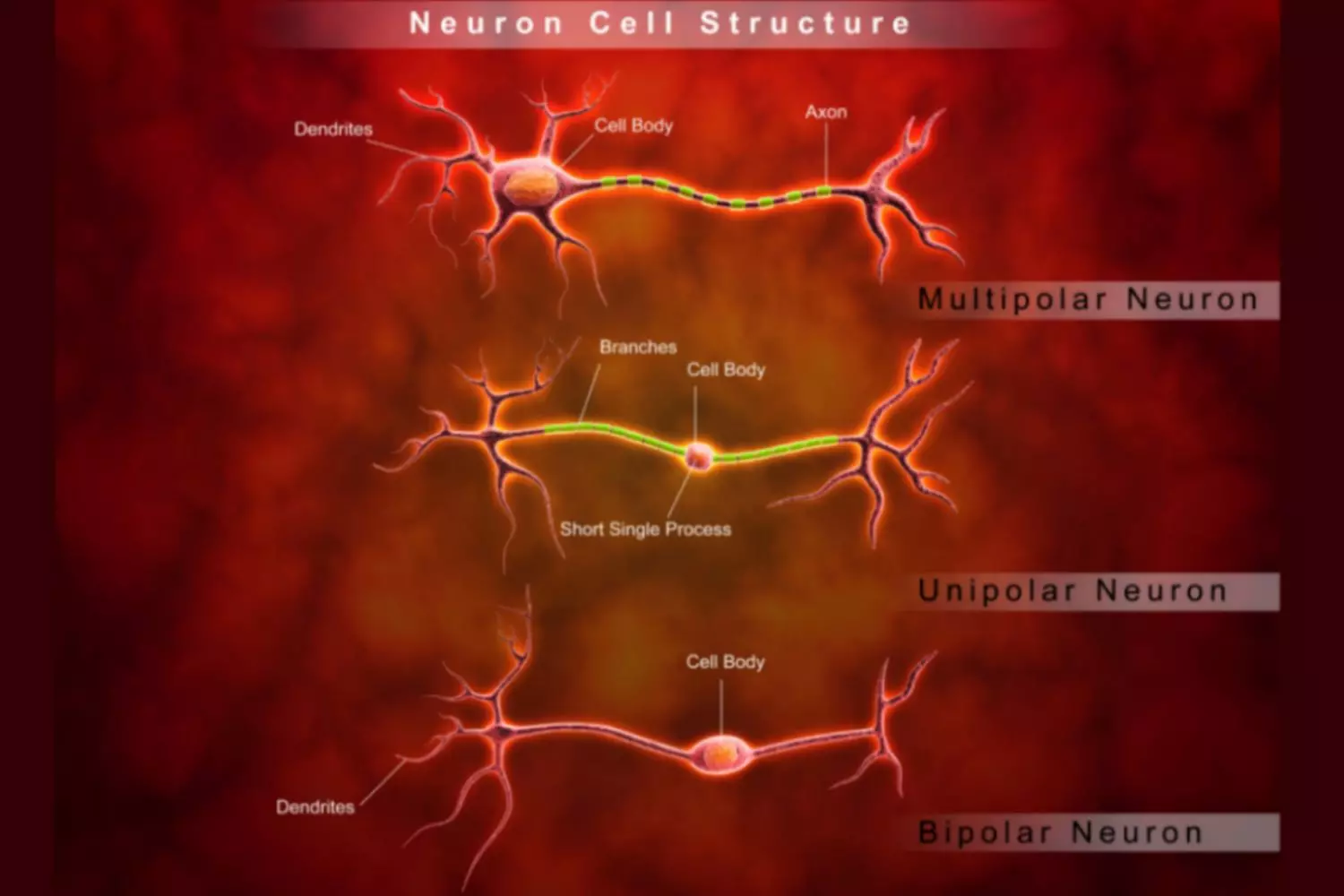 न्यूरोन सेल संरचना को रेखाचित्र