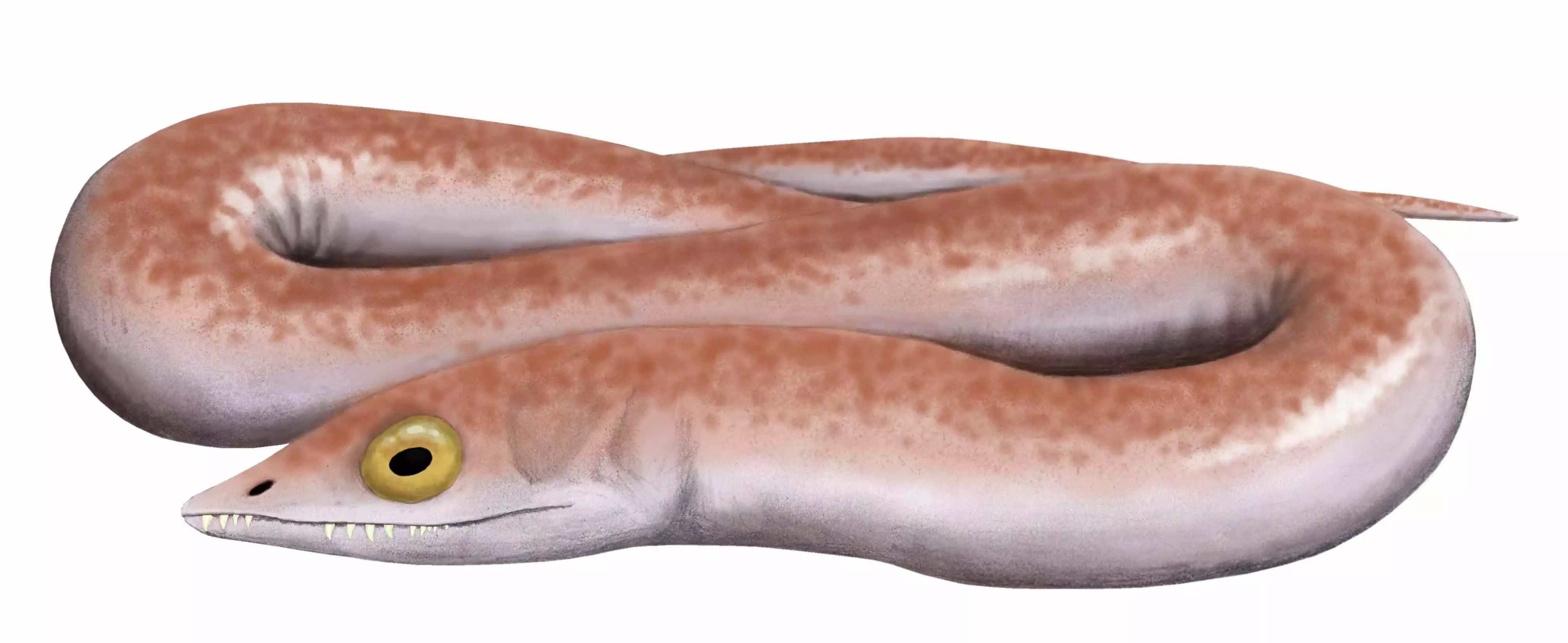 Phlegethontia, haiwan prasejarah Ohio