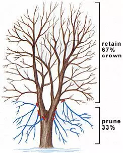 Elevación de la copa del árbol