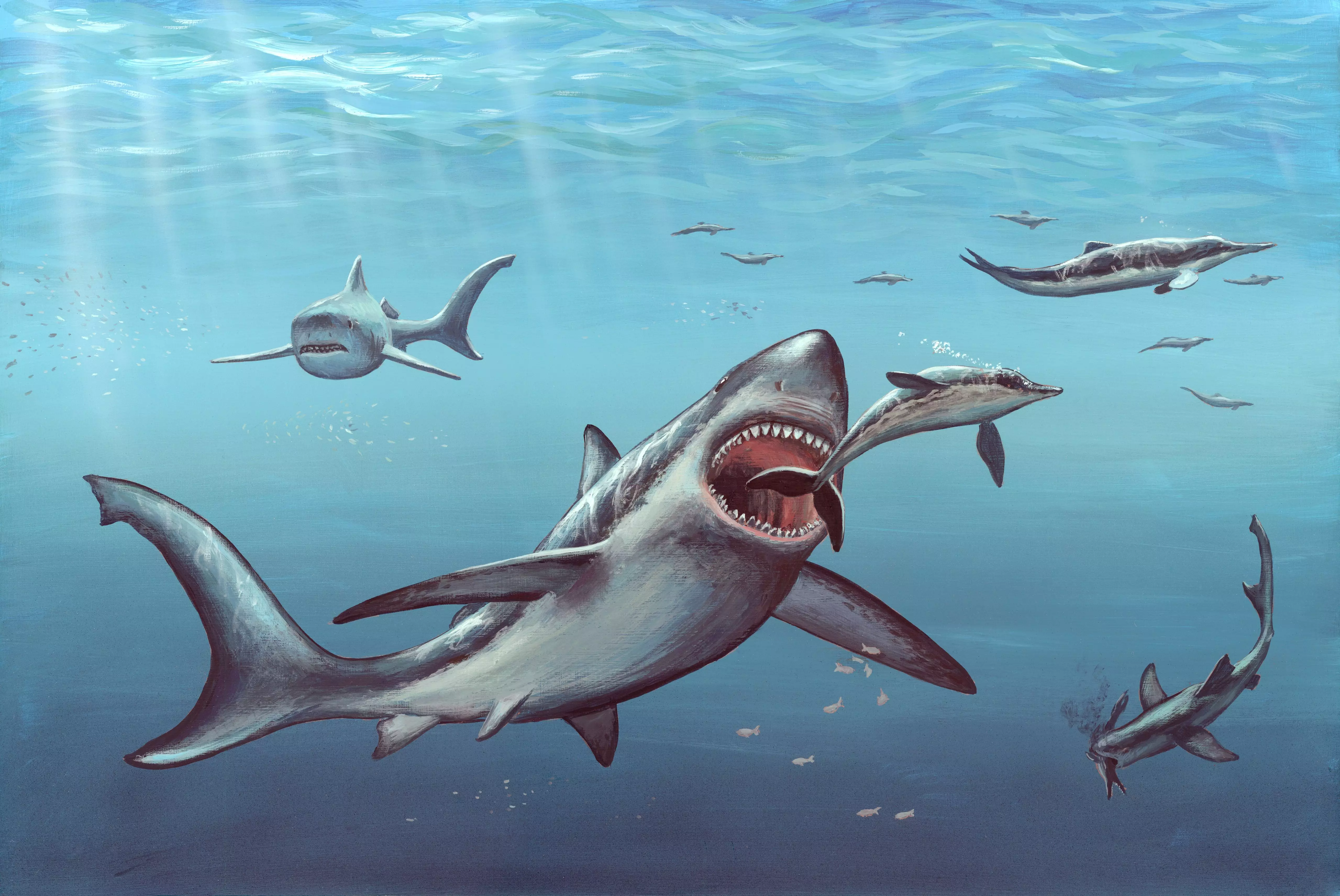 siarc cynhanesyddol Megalodon