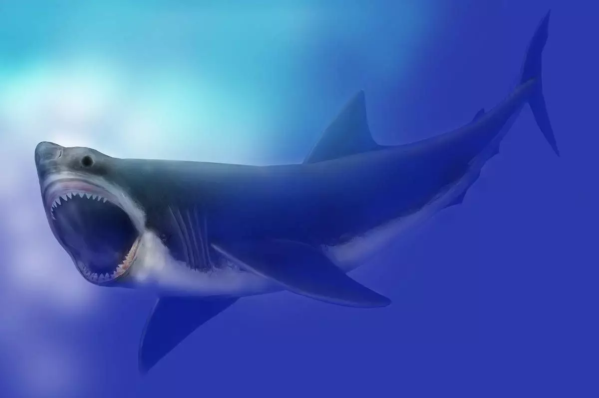 Carcharodon megalodon SI