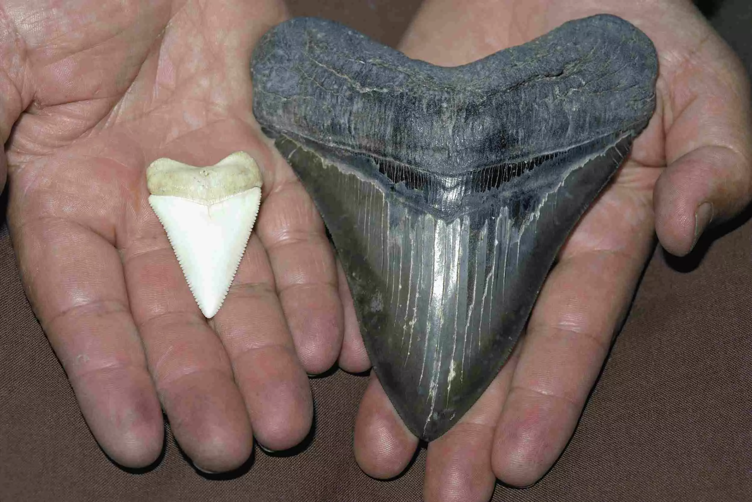 Tooth of Megalodon vs Great White Shark