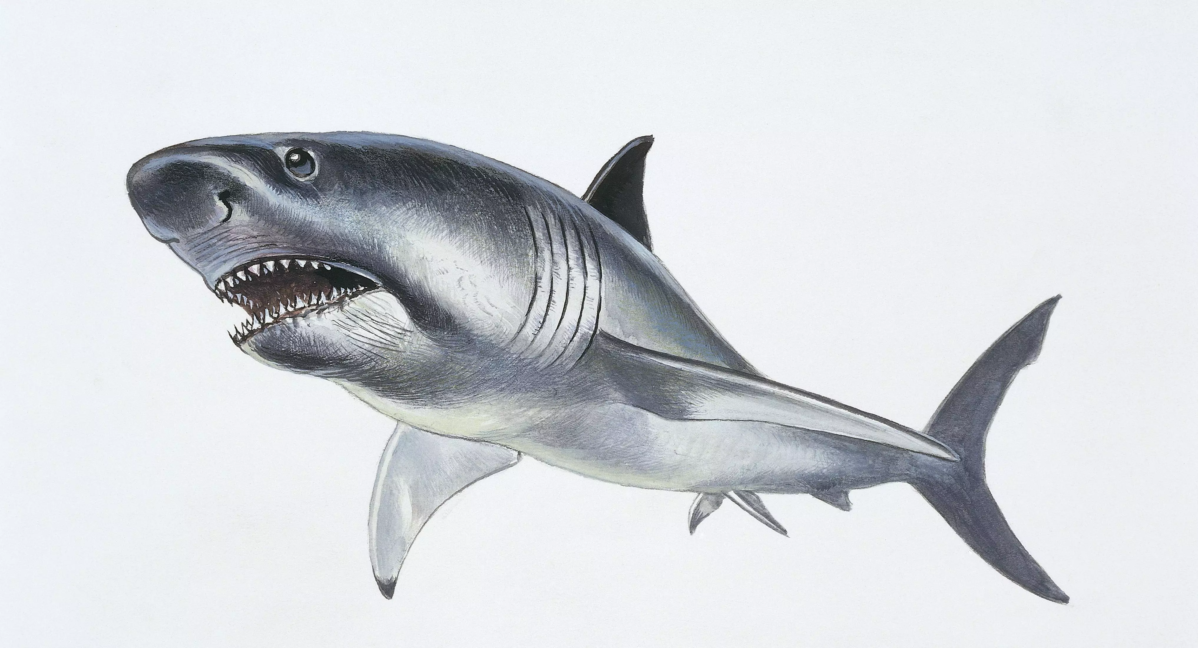 Megalodon کی تعمیر نو، (Carcharodon megalodon) شارک کی معدوم ہونے والی نسلیں جو Eocene اور Pliocene Period کے درمیان رہتی تھیں۔ ڈرائنگ