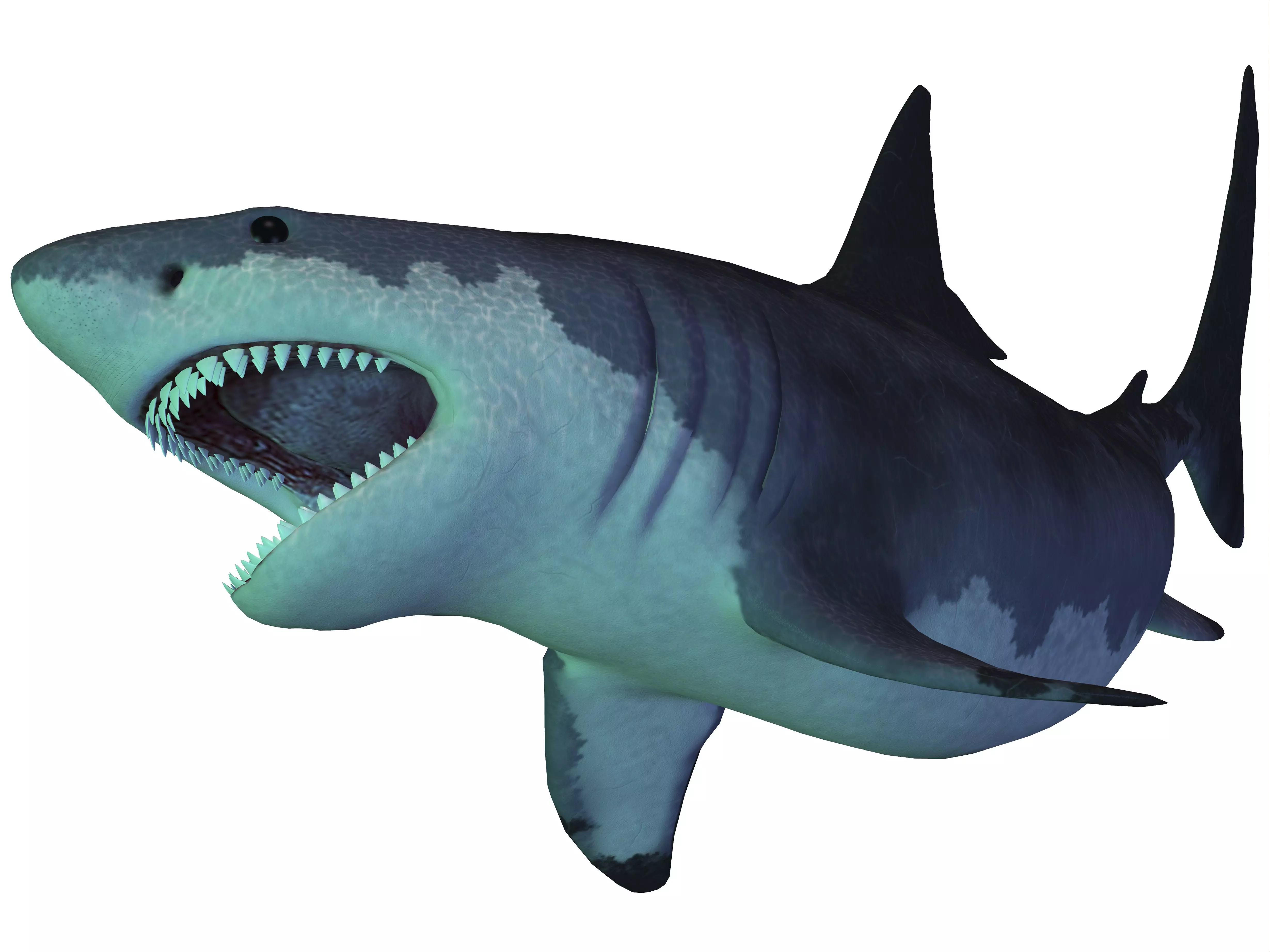 Megalodon shark is an extinct megatoothed shark yaivepo munguva dzekare, kubva kuOligocene kusvika kuPleistocene Epochs.