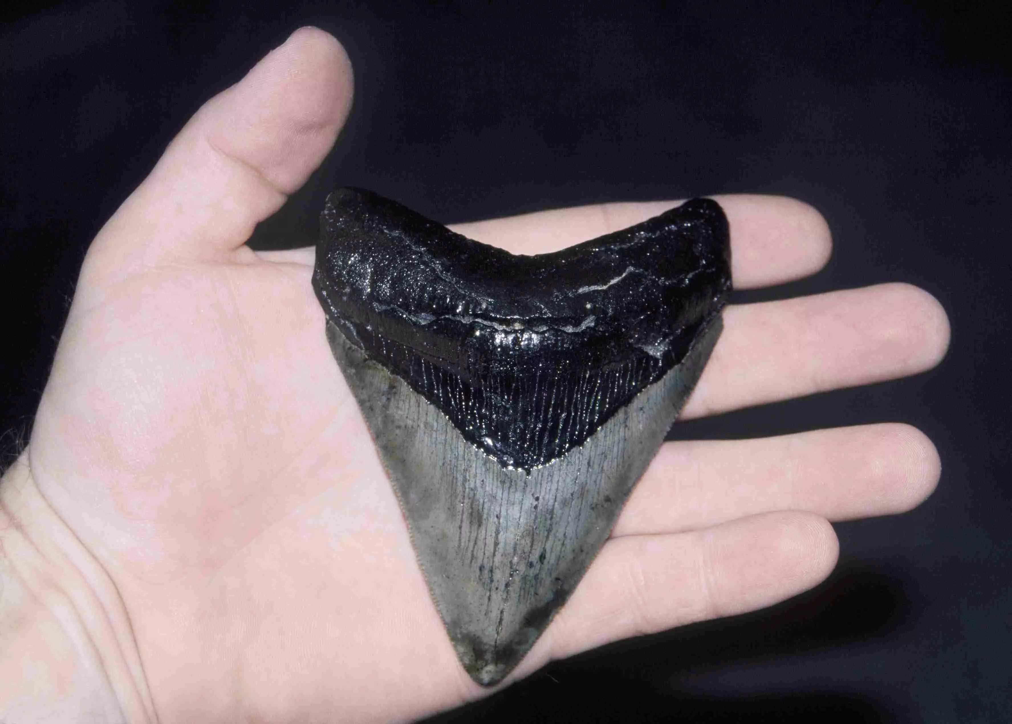 Mano tenante fosiliigitan denton de formortinta Megalodon Ŝarko, Carcharodon megalodon, kiu verŝajne atingis 50 futojn en longo.