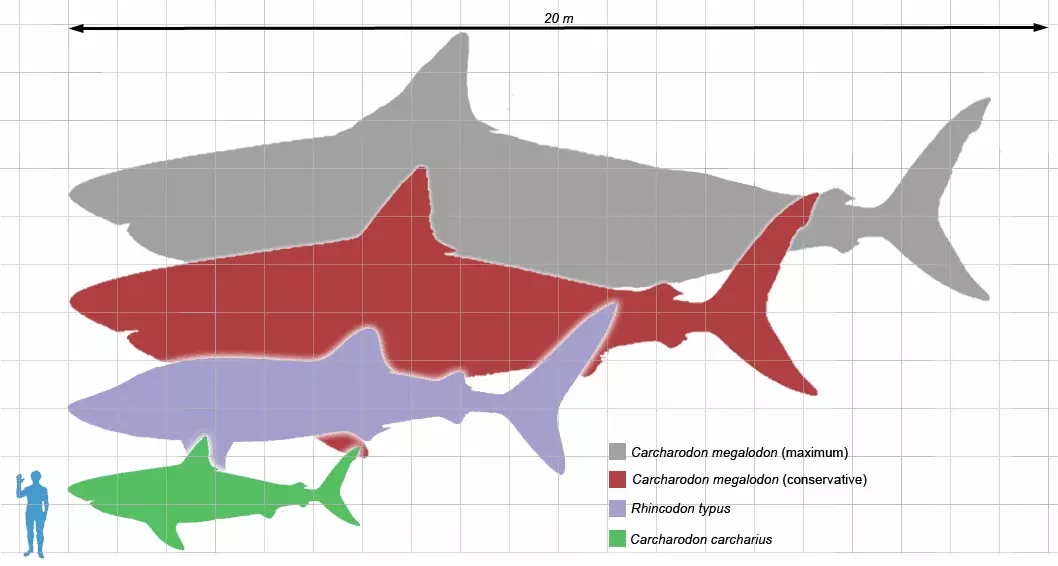 Megalodon Scale