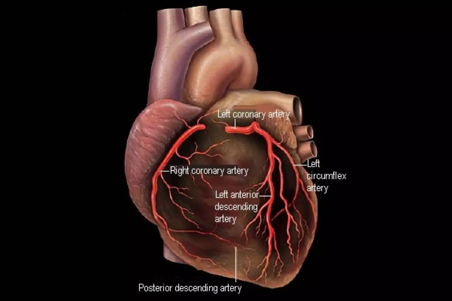 Schemat serca i tętnic wieńcowych