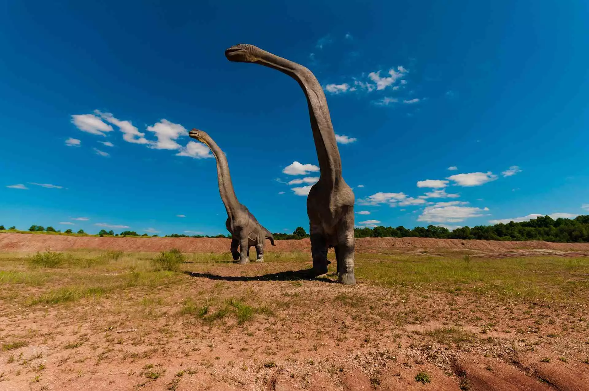Brachiosaurus ដើរឆ្លងកាត់ទេសភាពបើកចំហ។