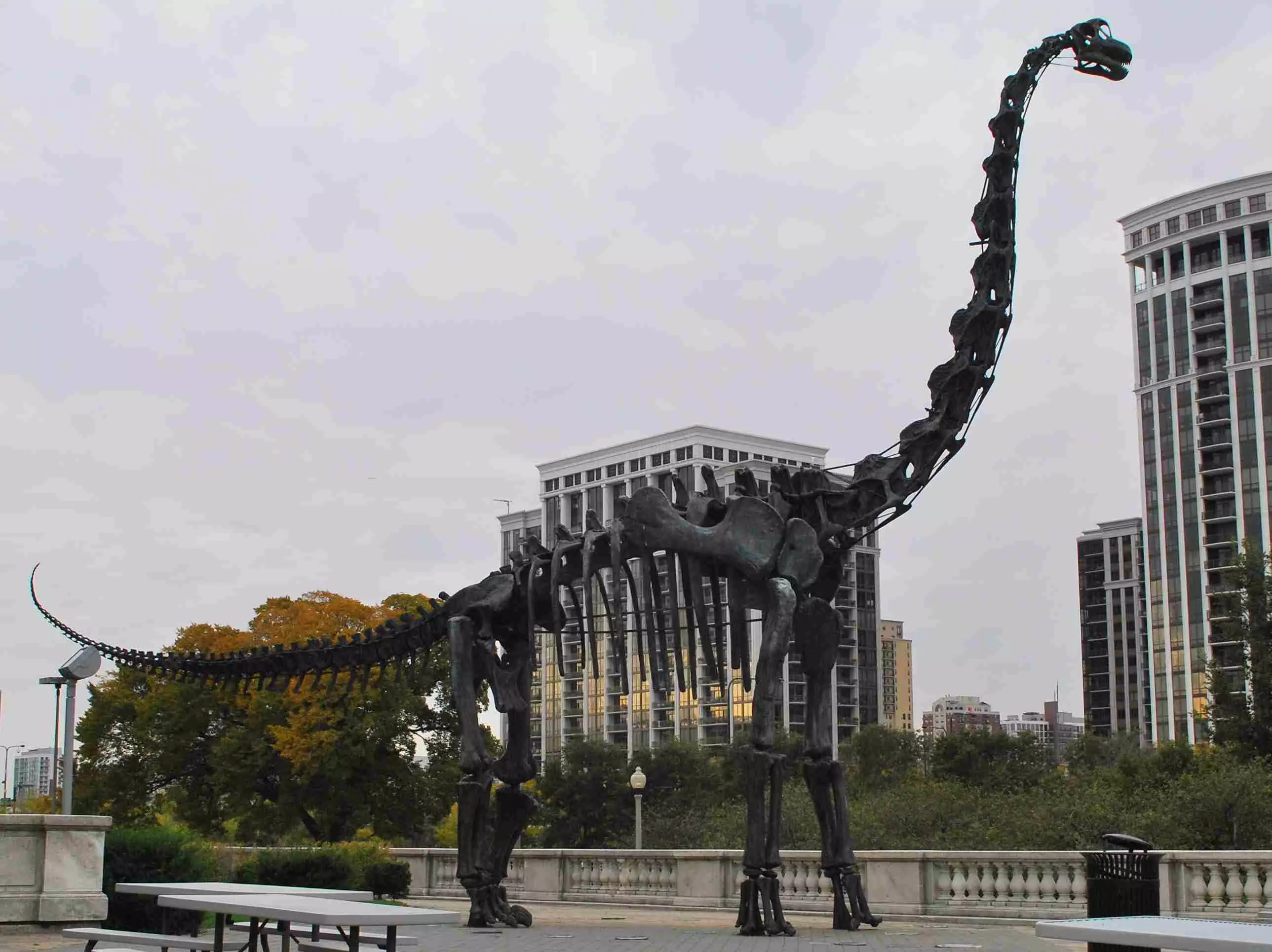 Brachiosaurus skelet torent boppe gebouwen yn in stedspark.