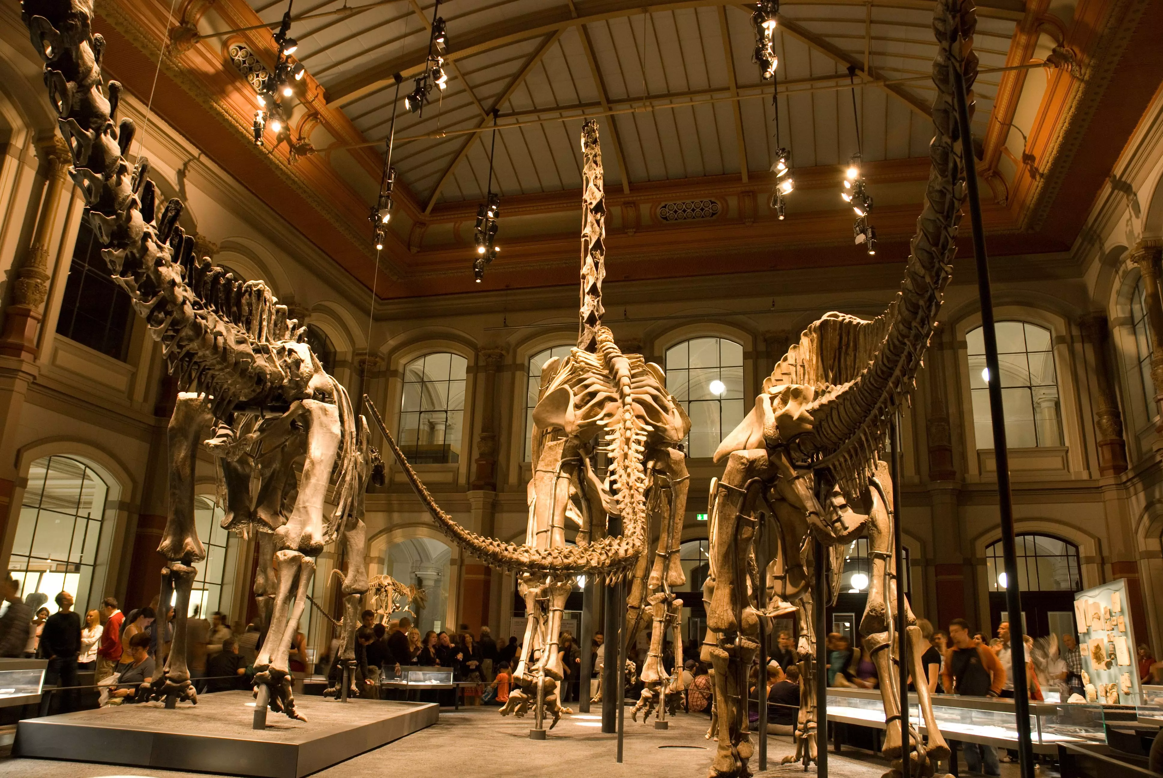 Brachiosaurusskeletten tentoongesteld in een museum in Berlijn.