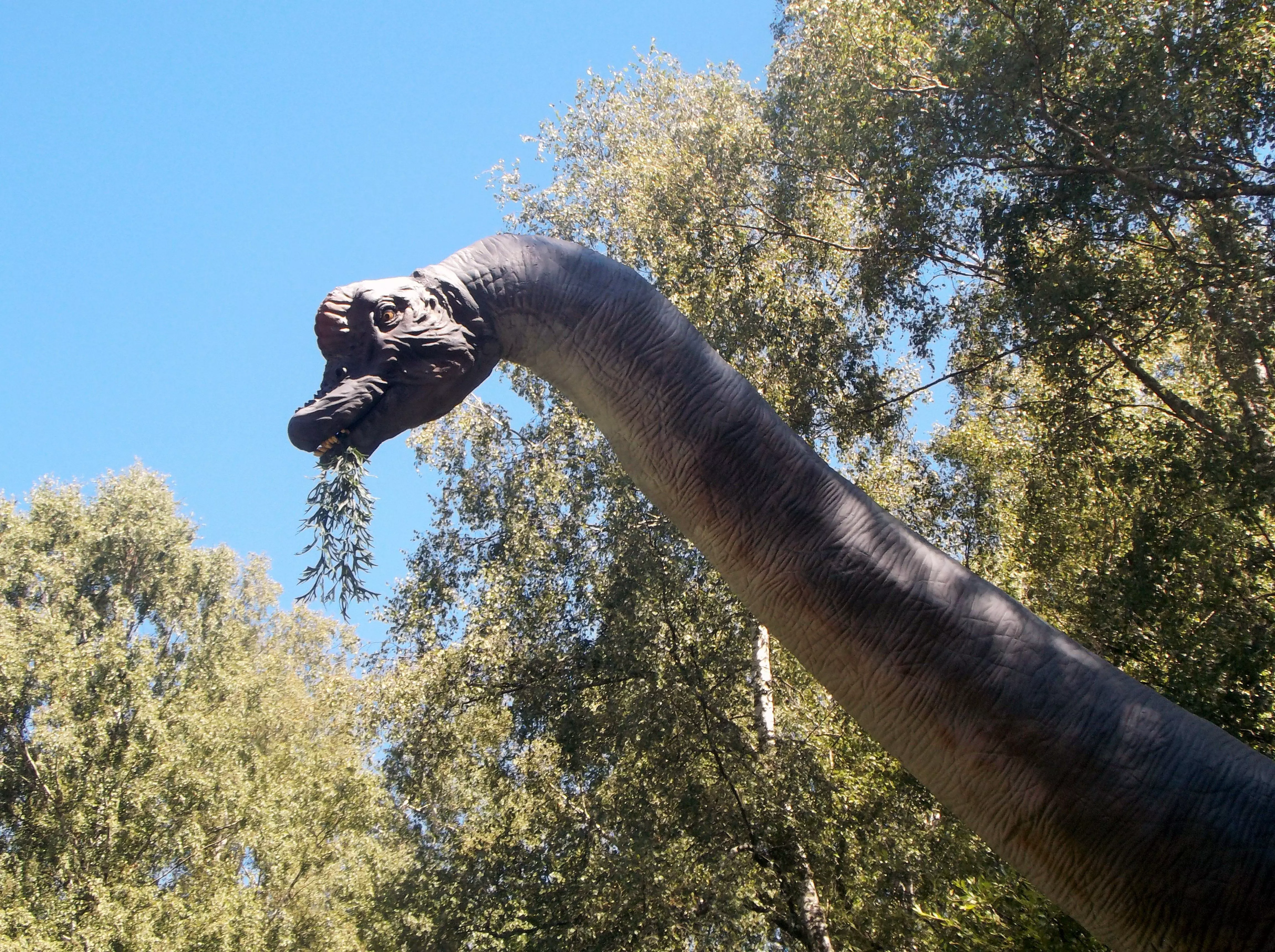 Close-up van Brachiosaurus wat plante eet by dinosourus-uitstalling.