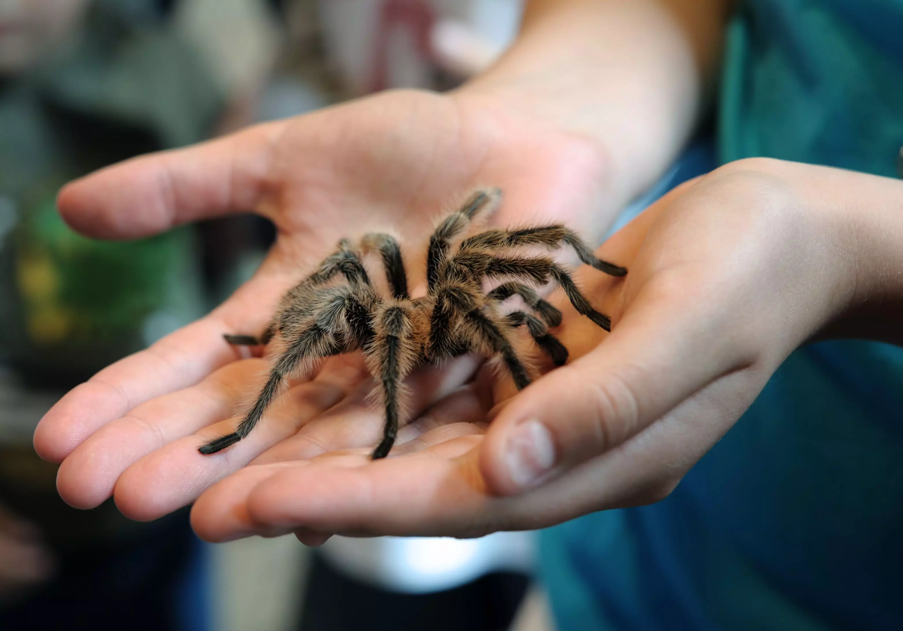 Tarantulas reti kož (un citi fakti par draudzīgajiem zirnekļiem)