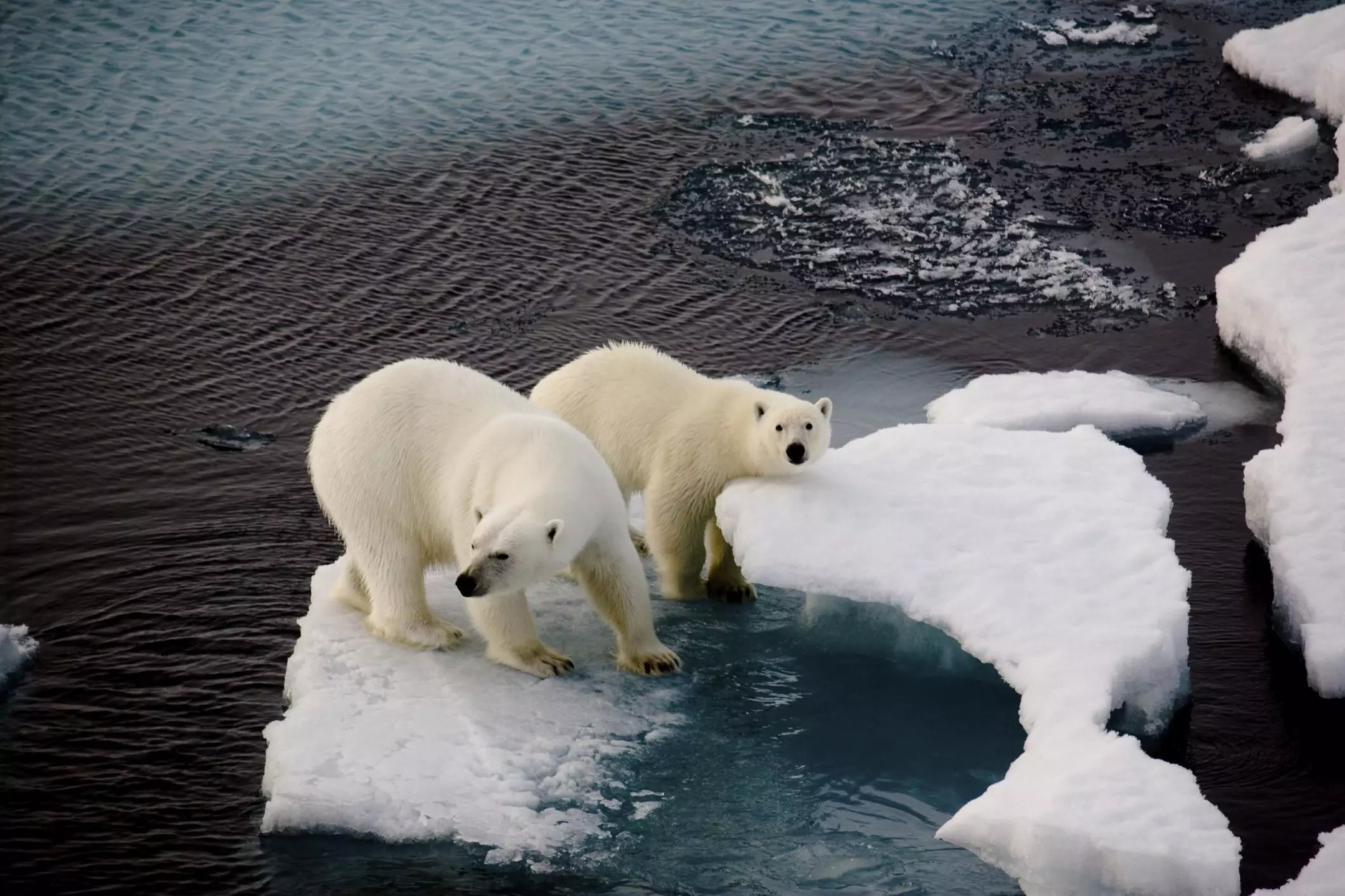 Polar Bears နေထိုင်သည့်နေရာအကြောင်း လေ့လာပါ။