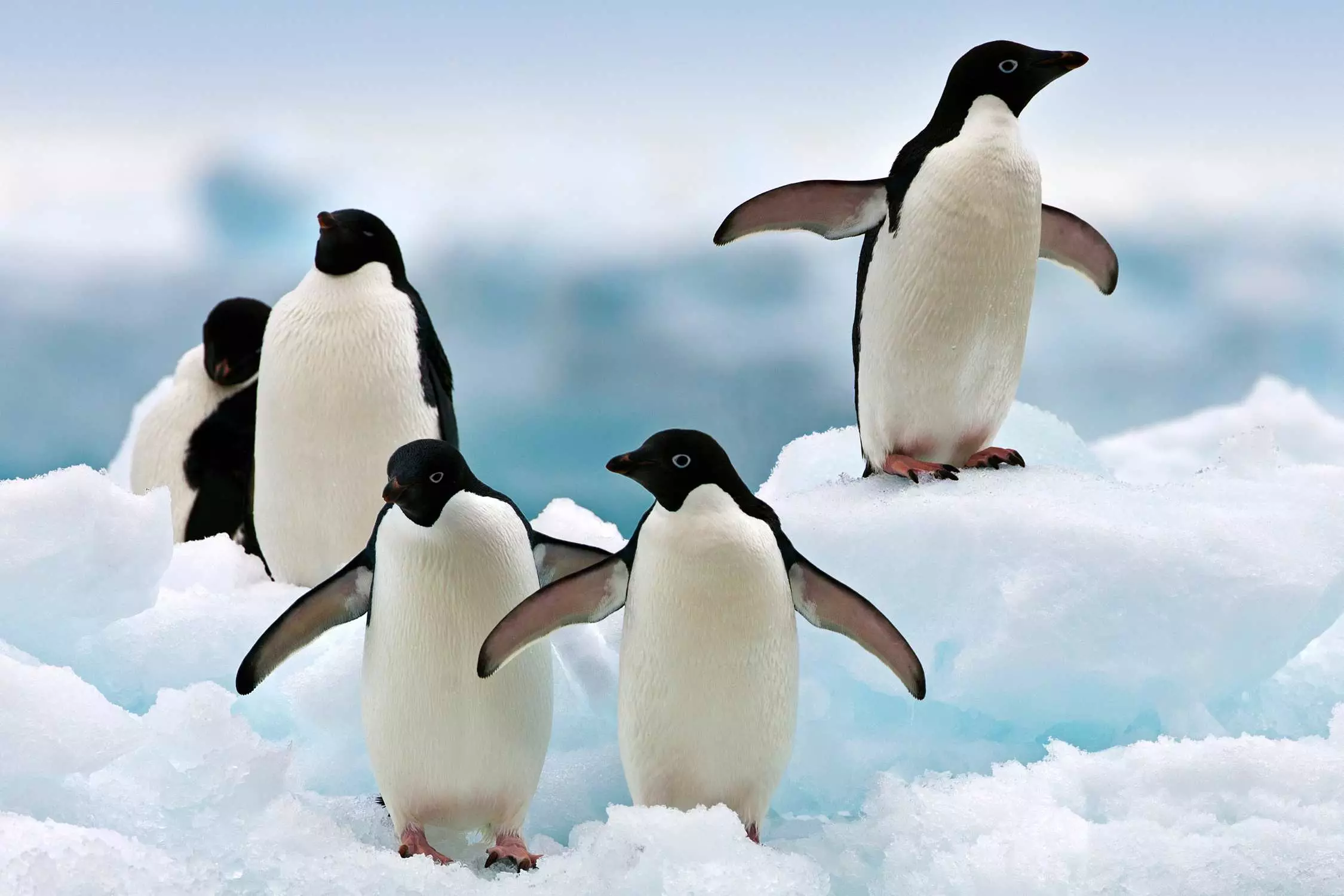 Adelie penguin - Pygoscelis adeliae