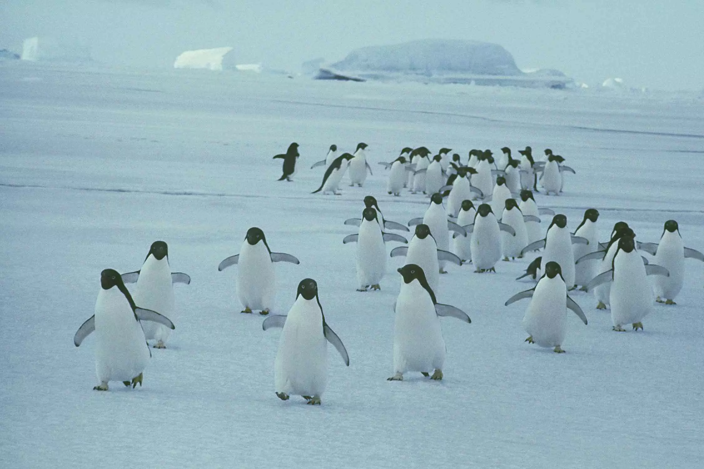 Adelie penguin - Pygoscelis adeliae