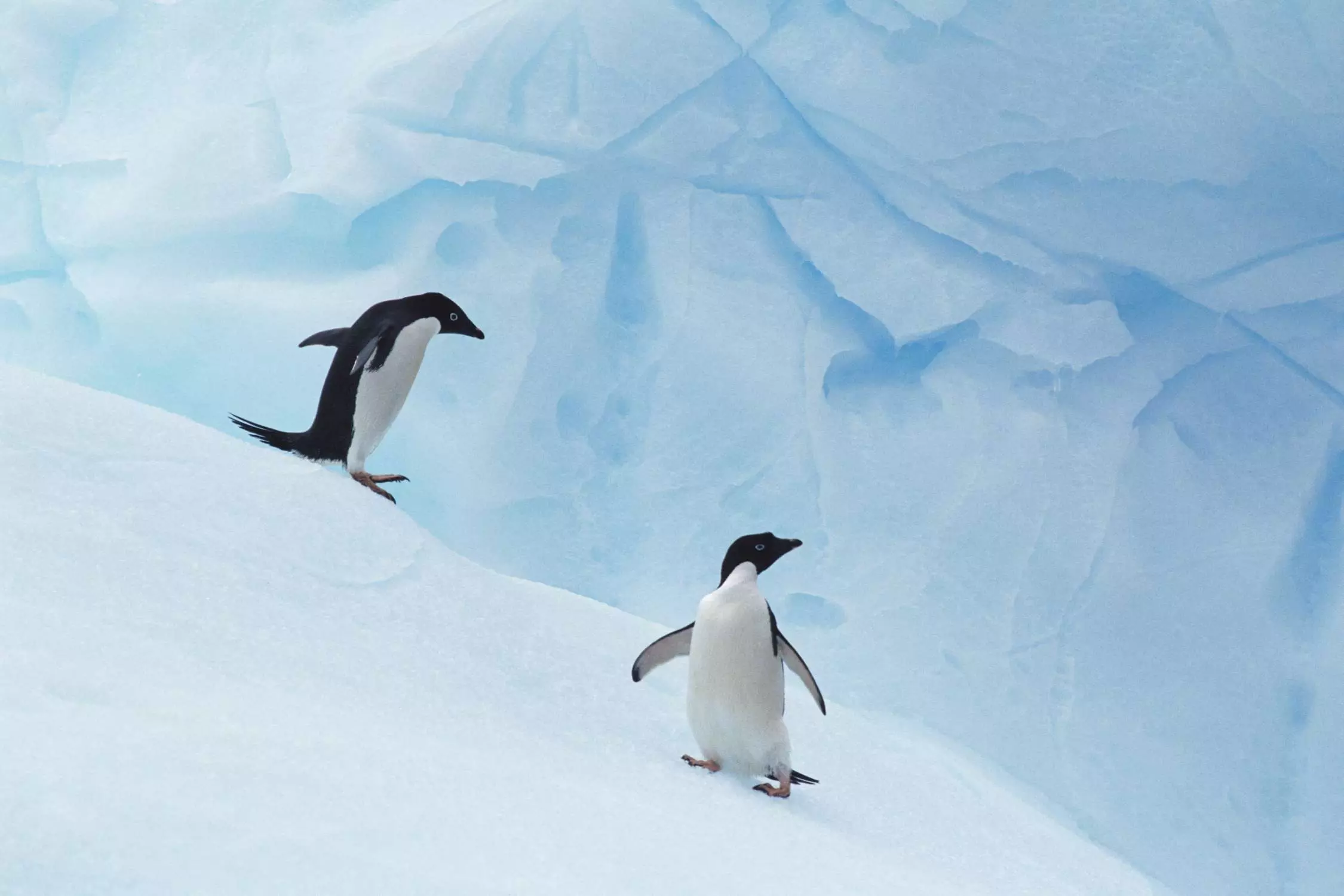 Adelie penguin - Pygoscelis adeliae