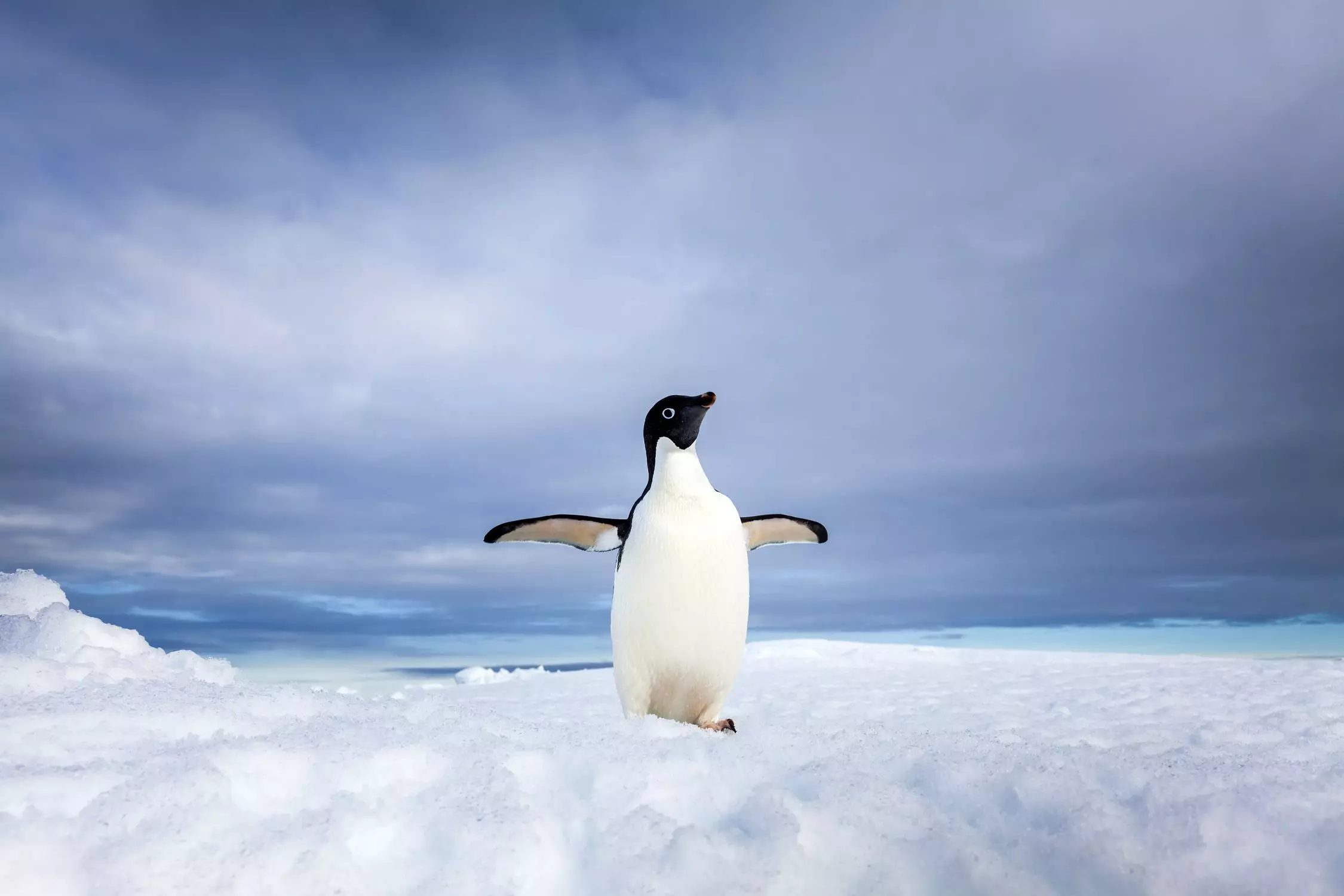 Adelie penguin - Pygoscelis adeliae