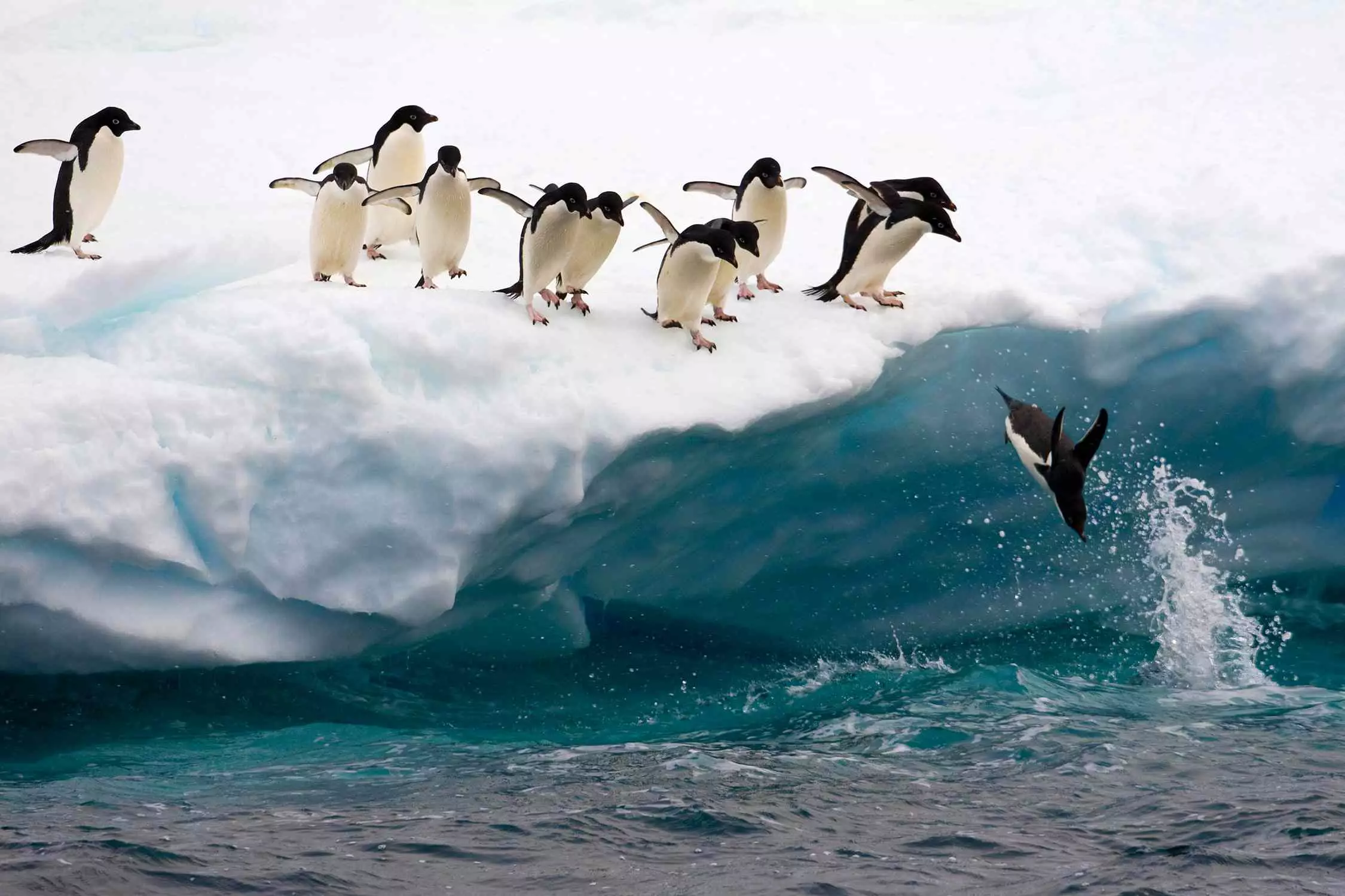 Adelie penguin - Pygoscelis adeliae