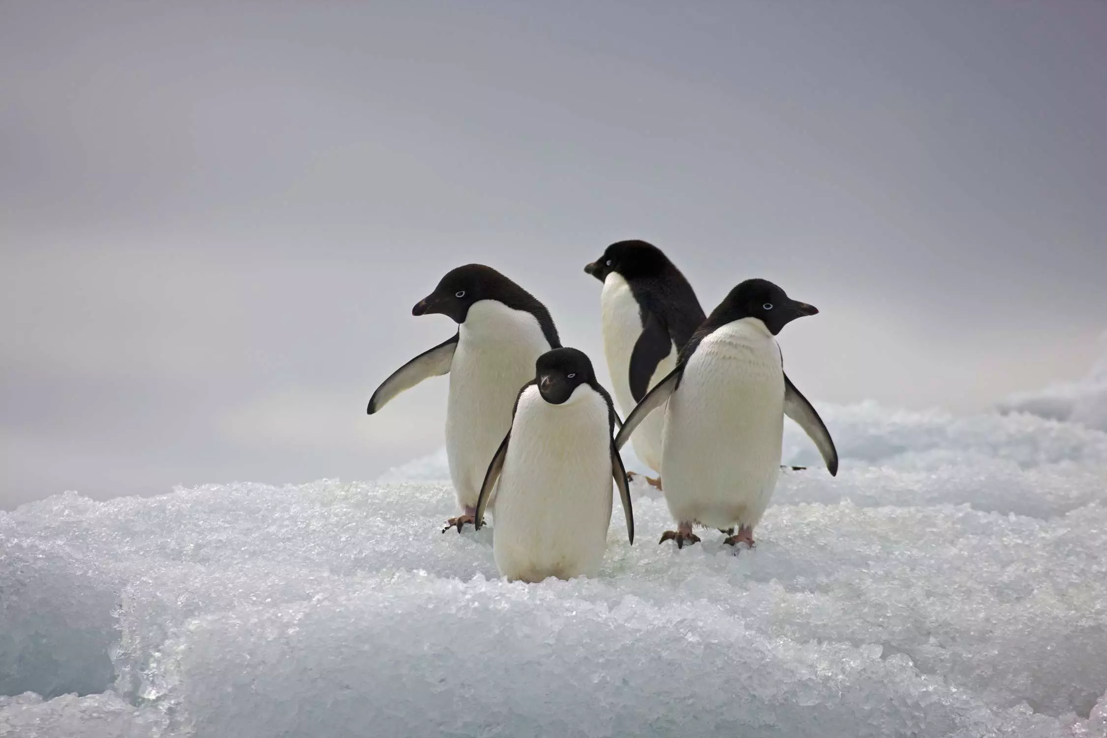 Adelie penguin - Pygoscelis adeliae