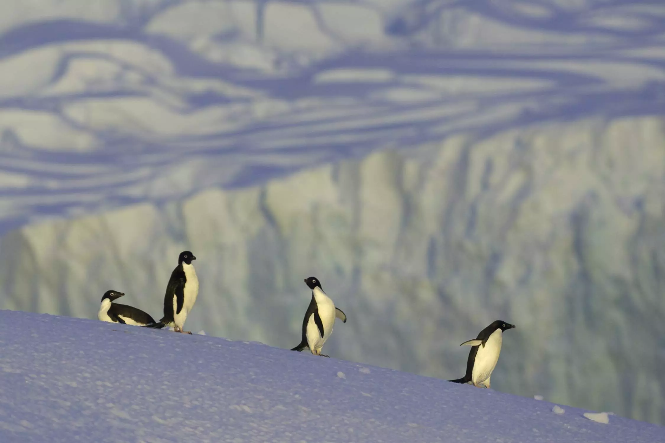 Adelie penguin - Pygoscelis adeliae