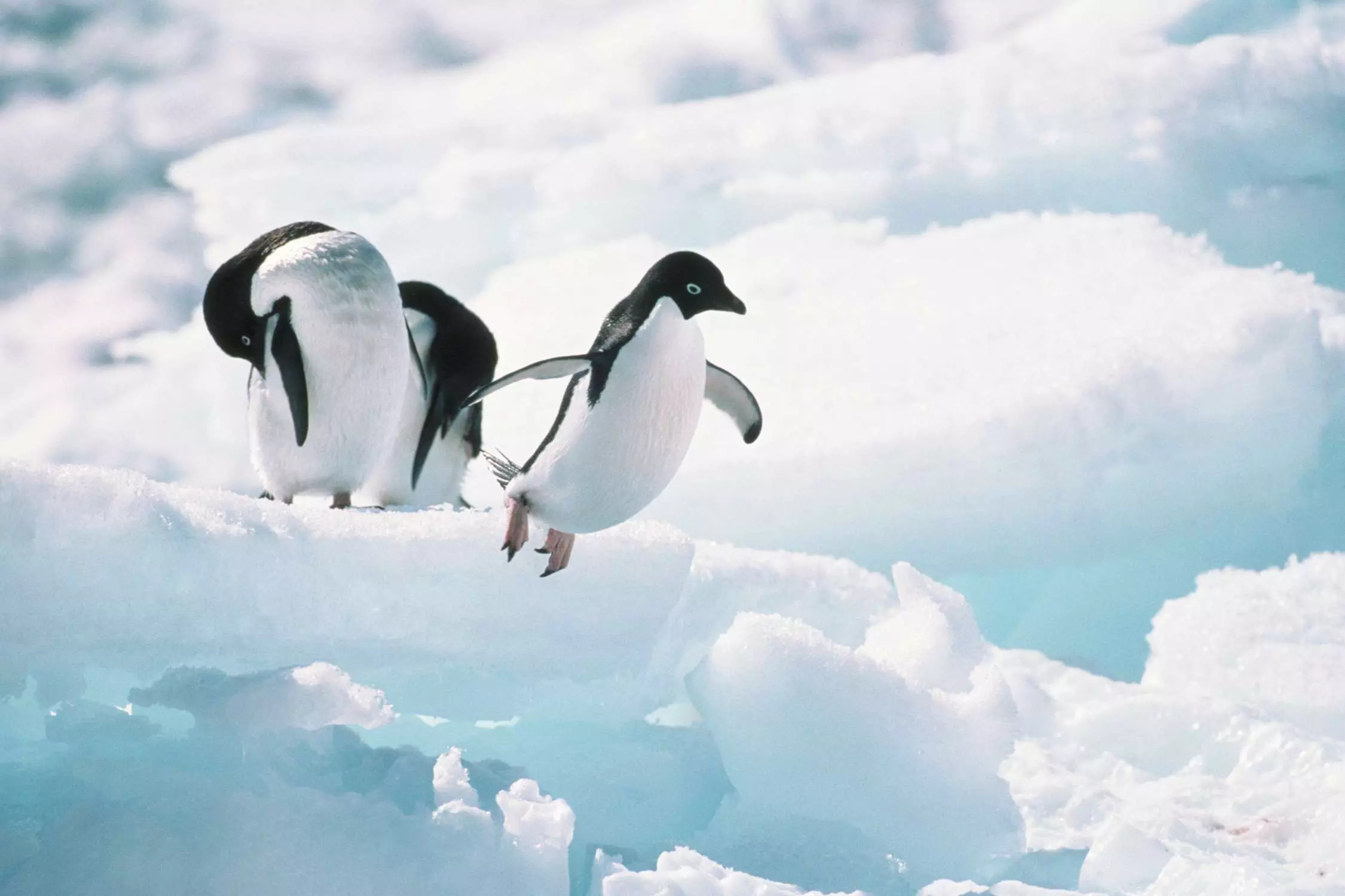 Adelie penguin - Pygoscelis adeliae