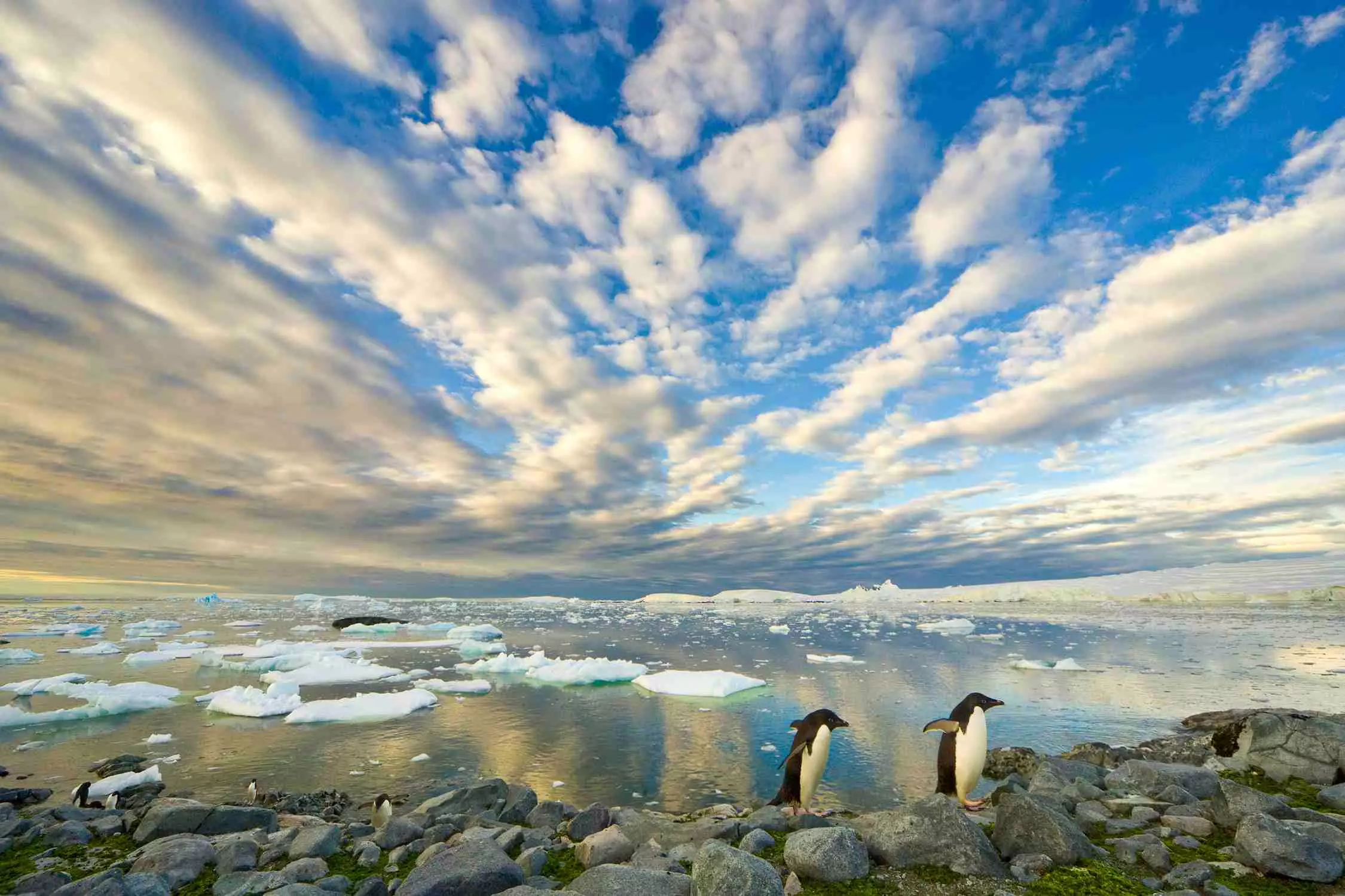 Adelie pengueni - Pygoscelis adeliae.