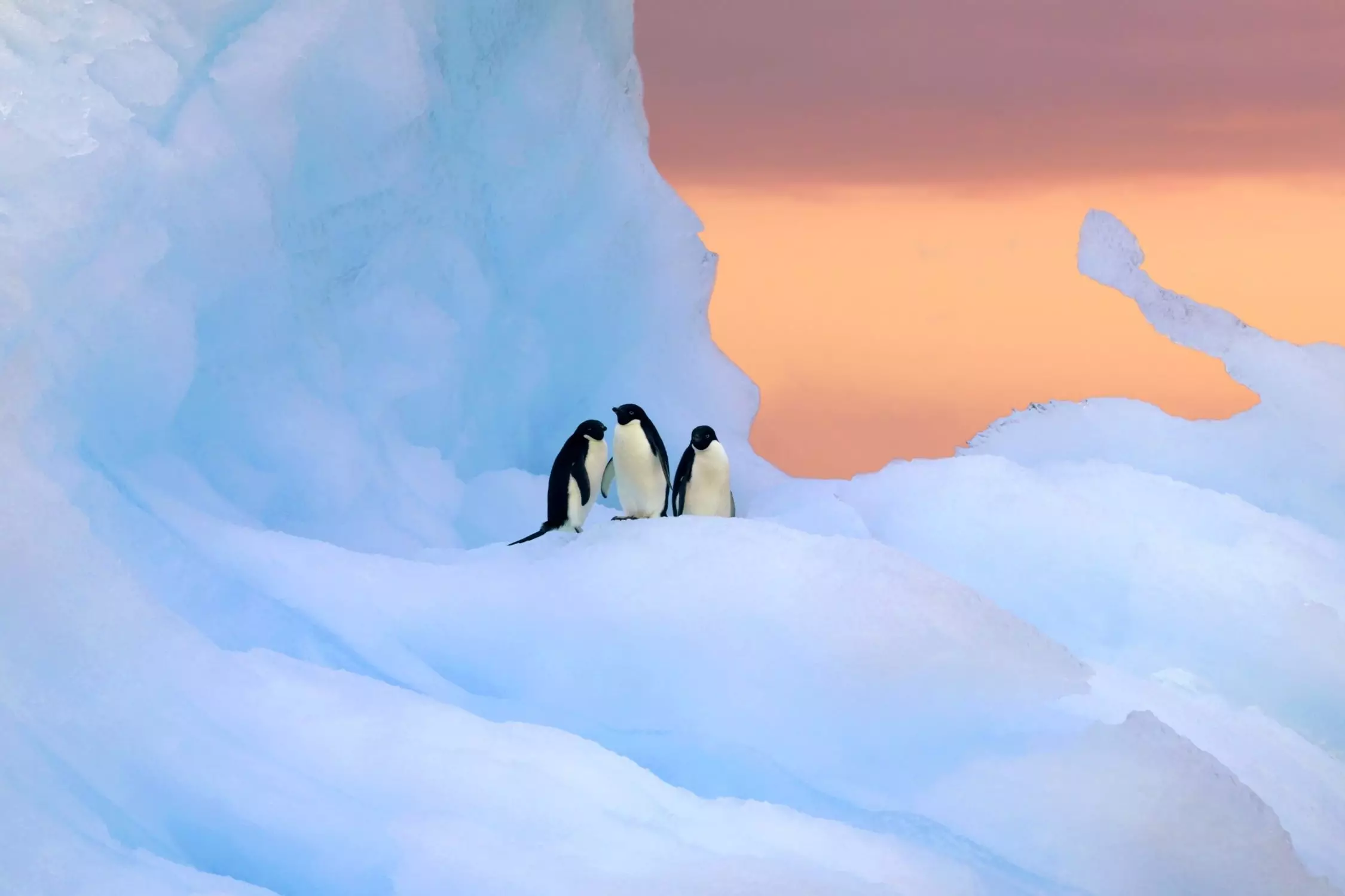 Adelie penguin - Pygoscelis adeliae