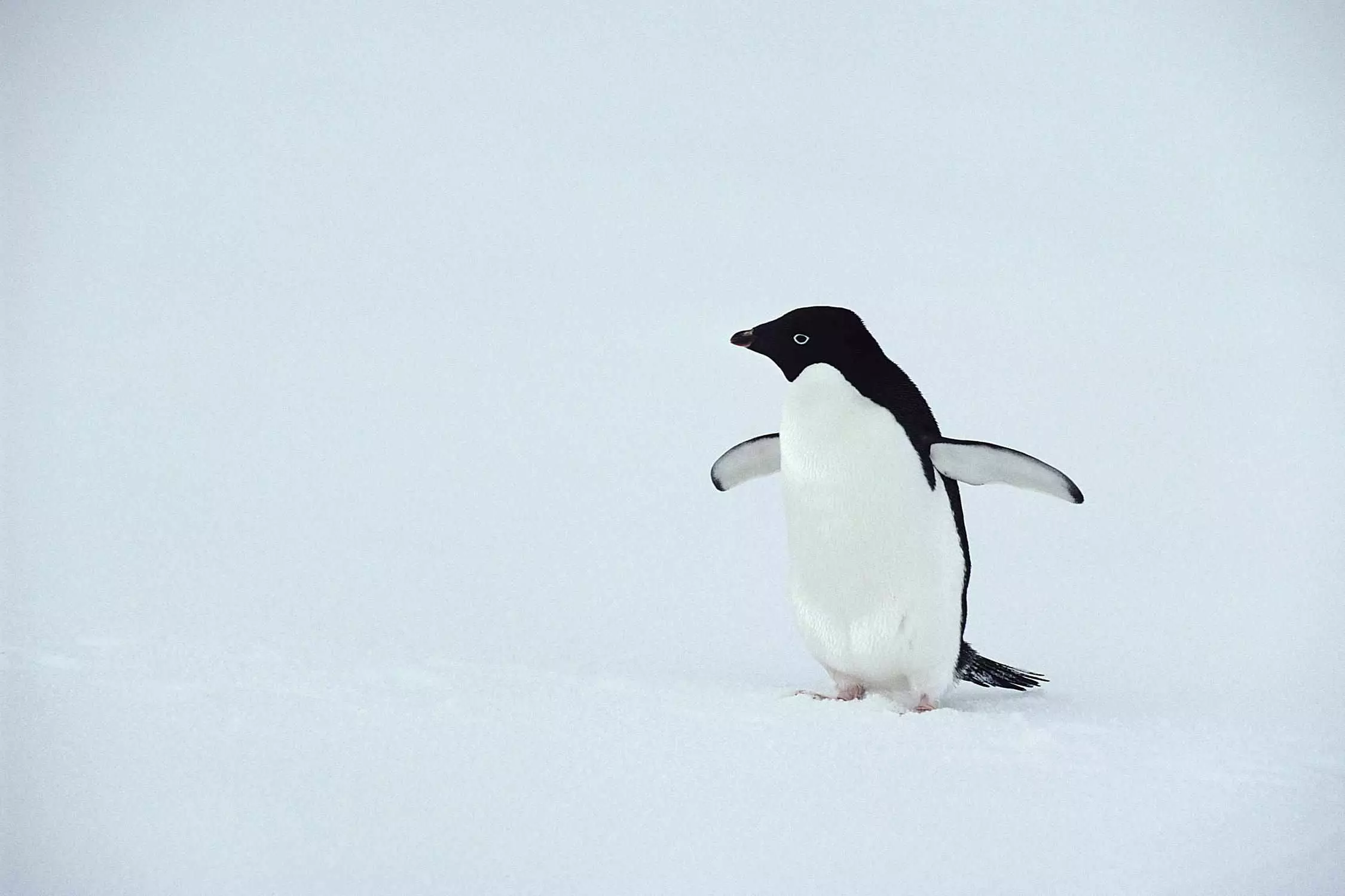 Adelie pengueni - Pygoscelis adeliae