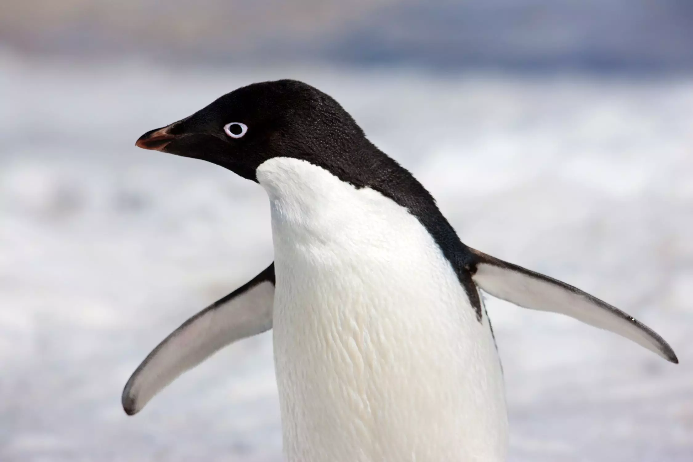 Adelie penguin - Pygoscelis adeliae