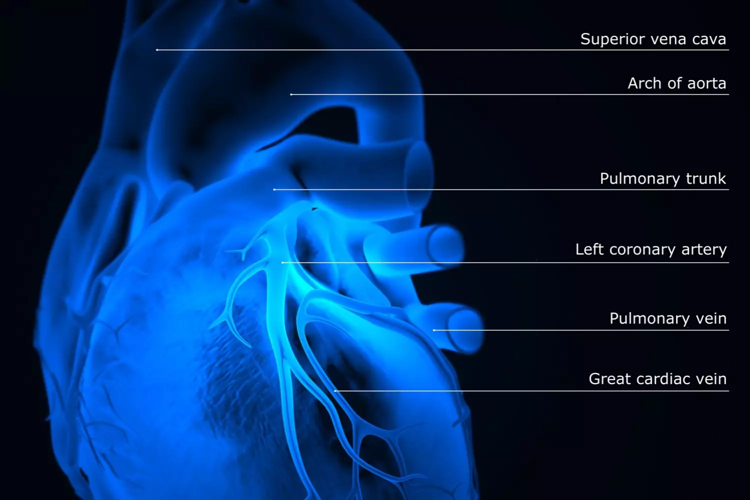 Kora Anatomio