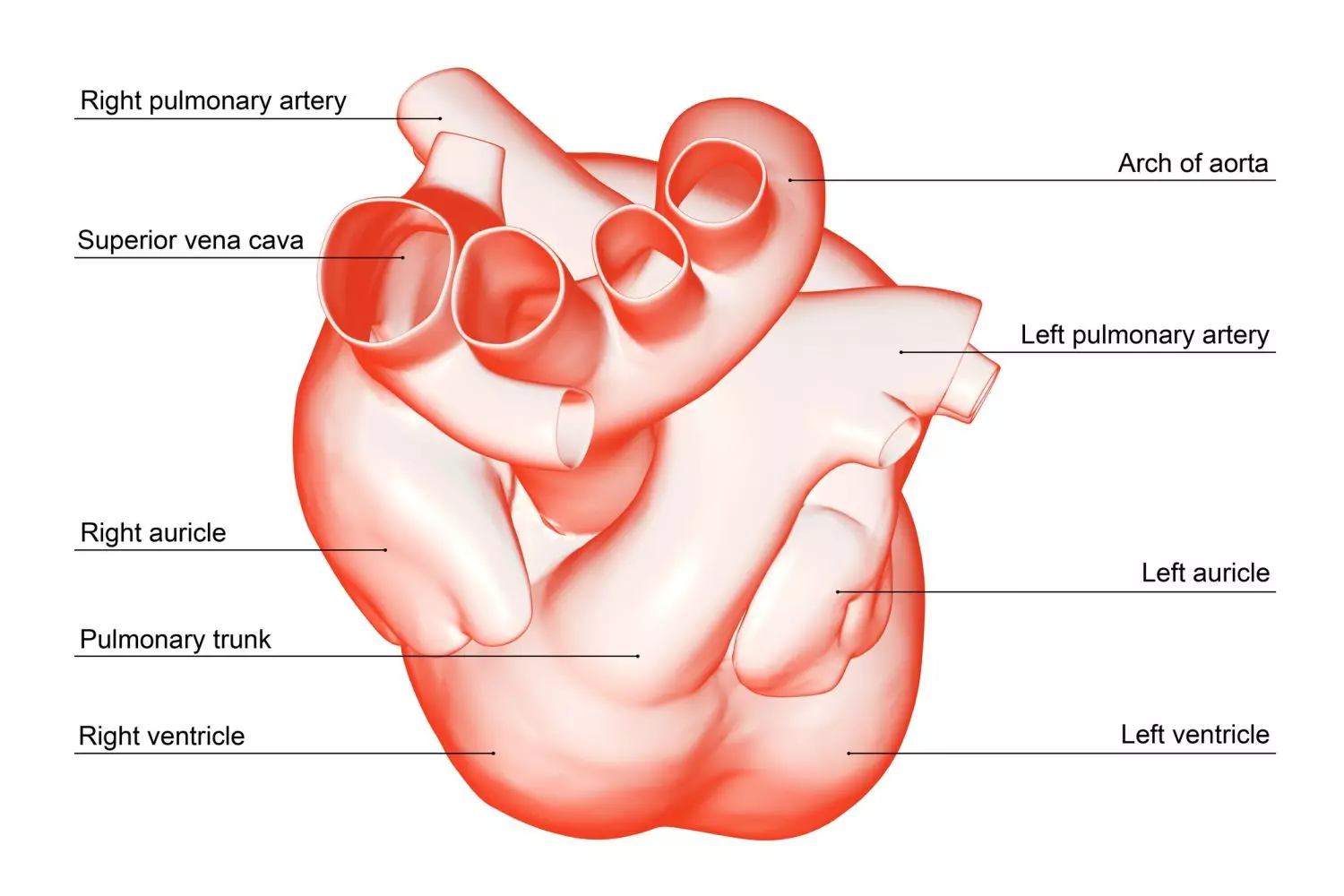 Superiorni pogled na anatomiju srca