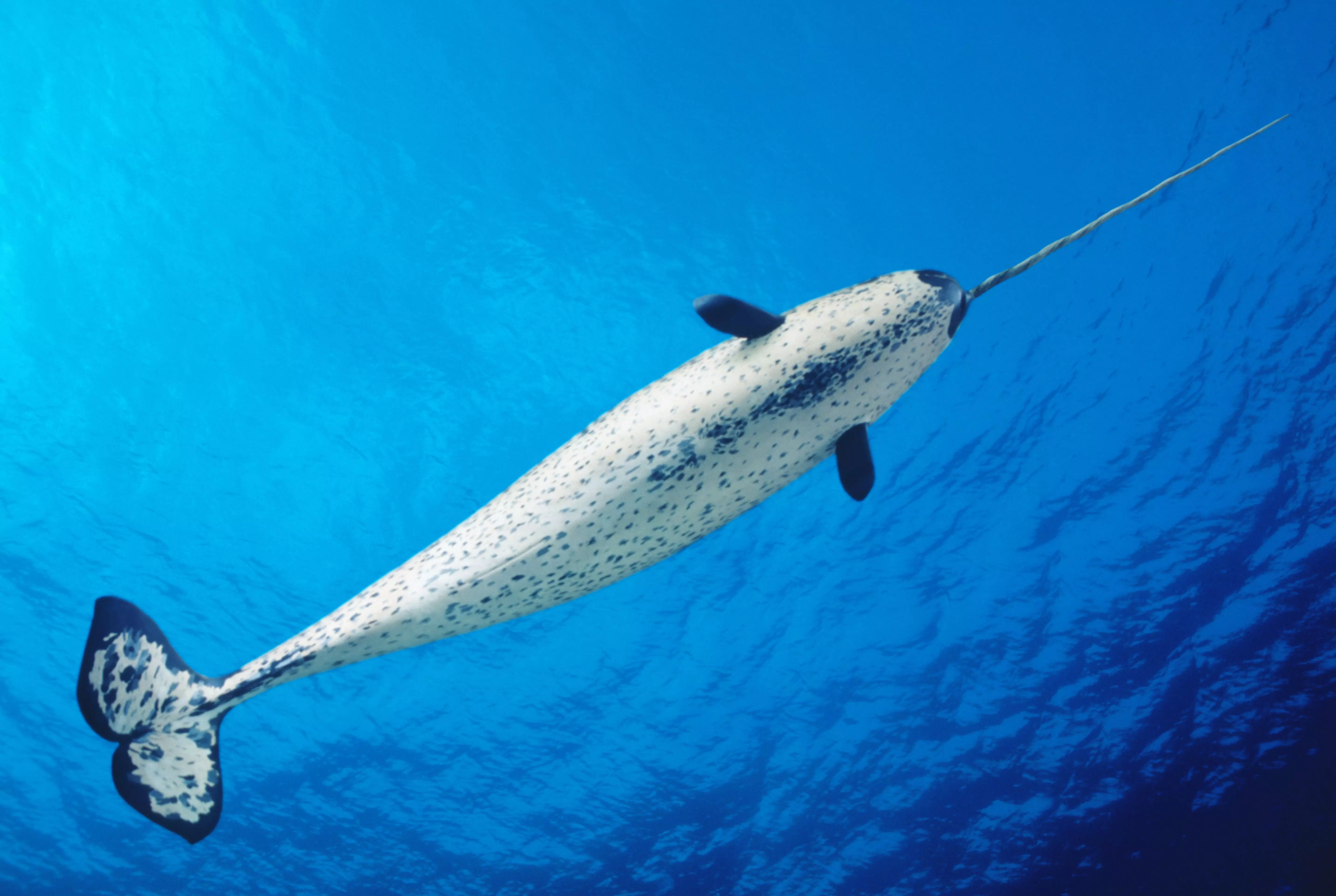 Narwhal Animal Facts - Unicorn of the Sea